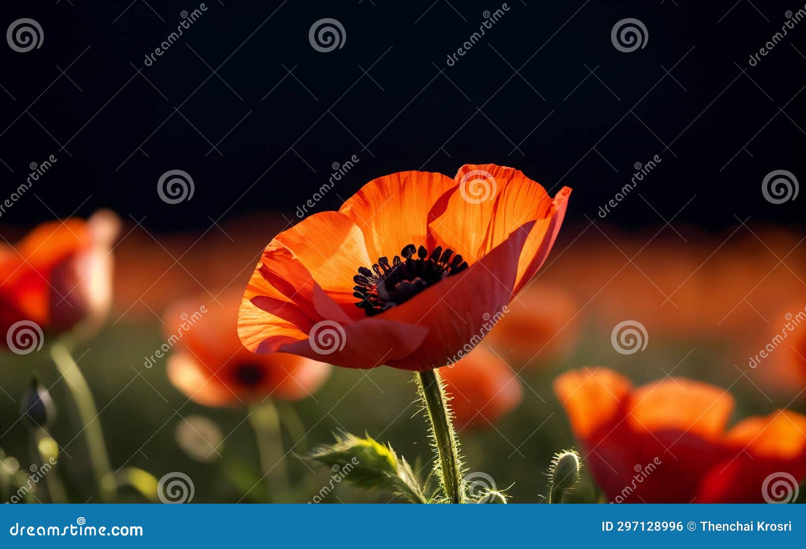 Stylized Red Poppy on Black Remembrance Day Symbol Stock Illustration ...