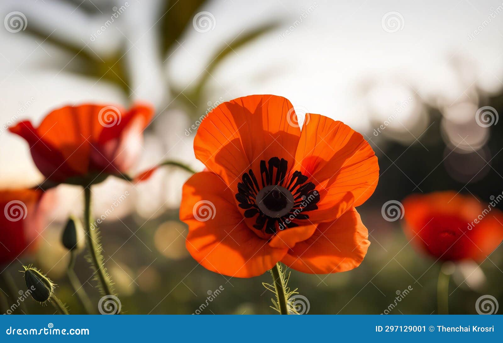 Stylized Red Poppy on Black Remembrance Day Symbol Stock Illustration ...
