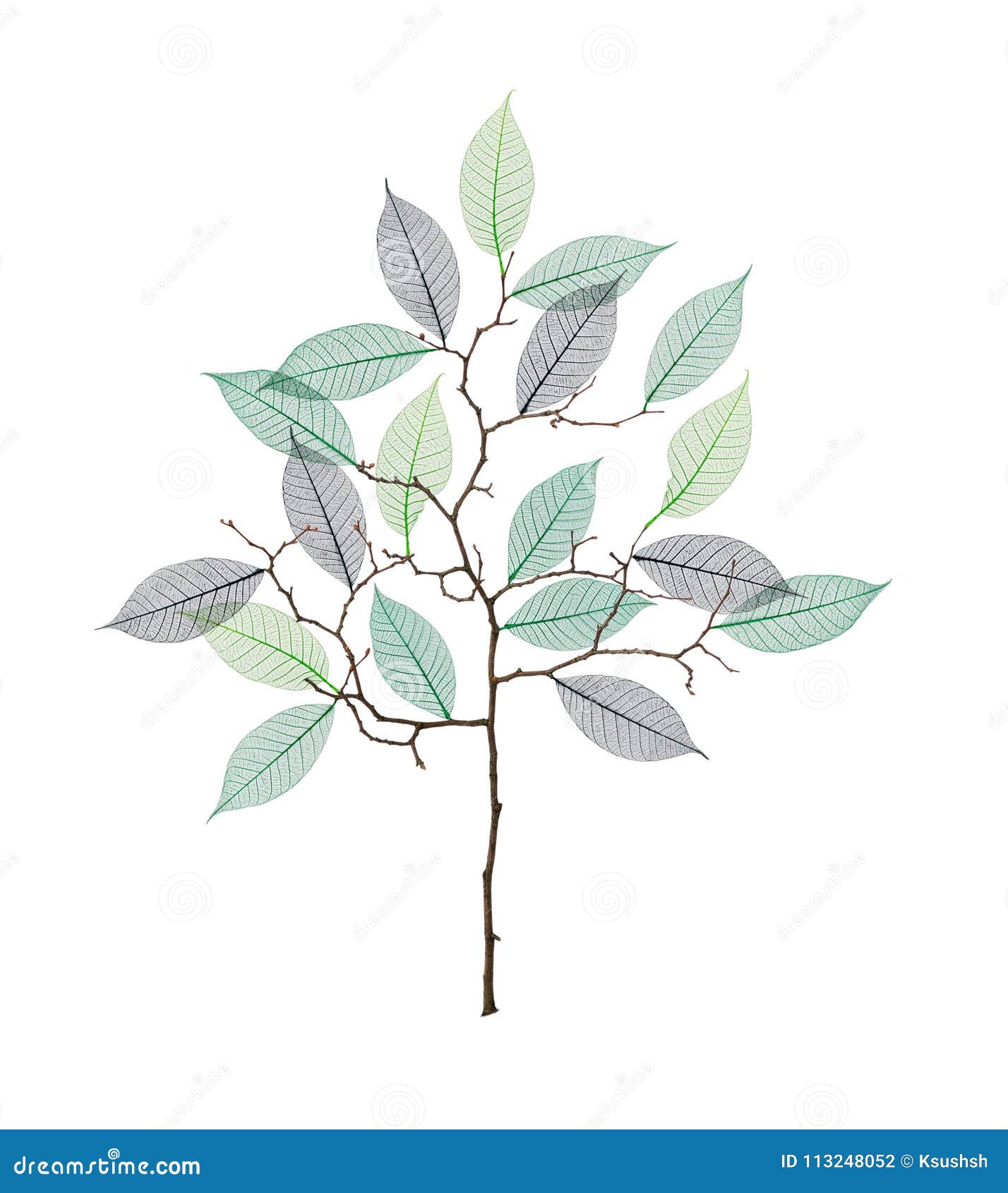 Oak Tree Skeleton Royalty-Free Stock Image | CartoonDealer.com #96521362