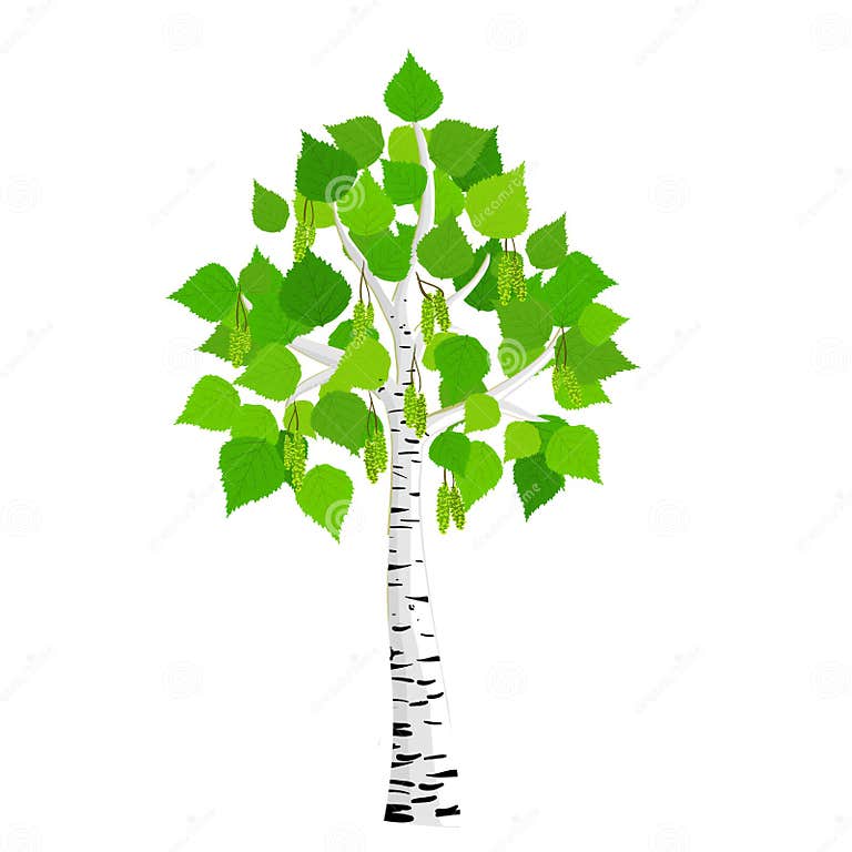 Vector birch tree stock vector. Illustration of leaf - 29891521