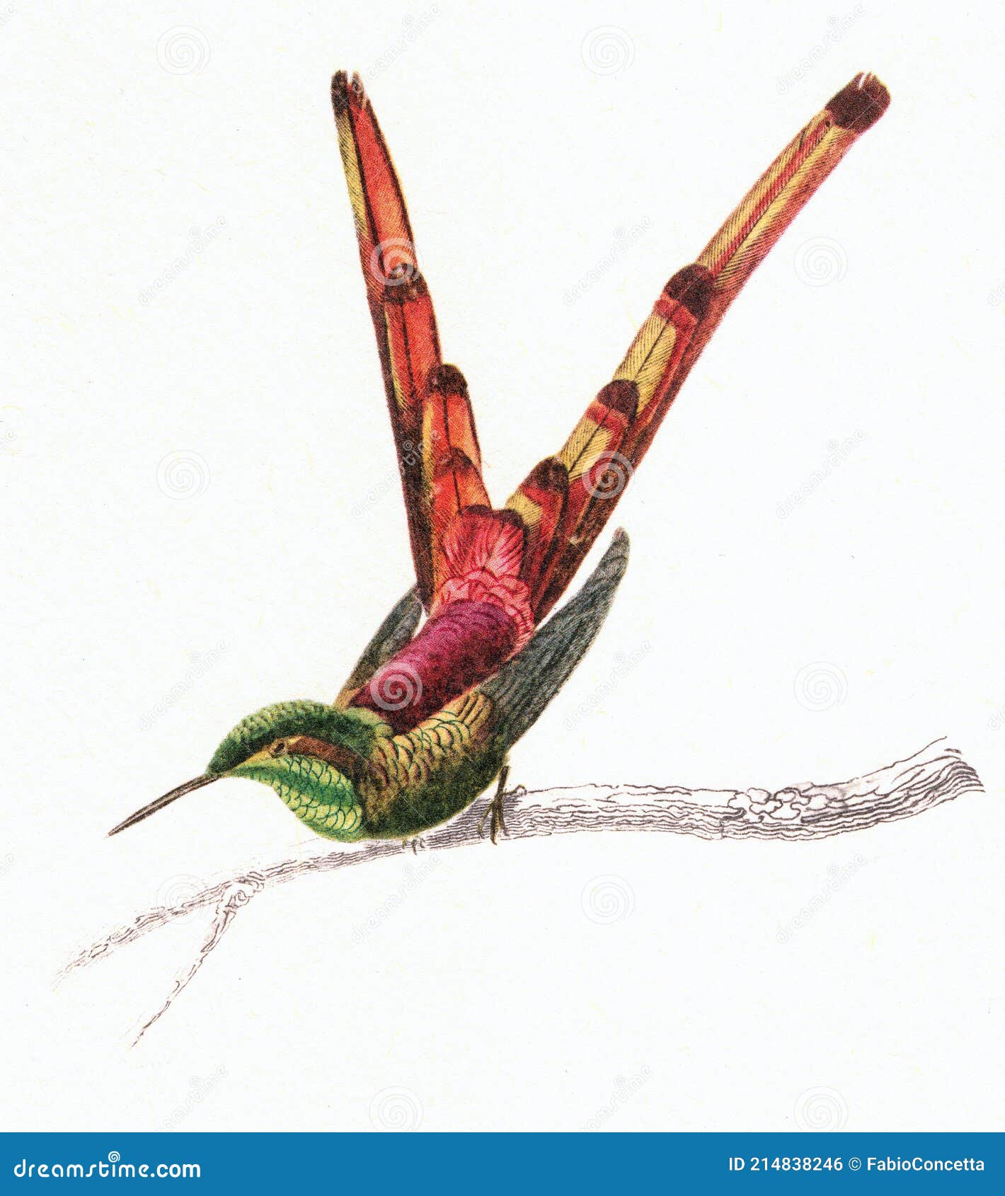 Stylized Watercolor-style Drawing of a Sapho Fly Bird Stock ...