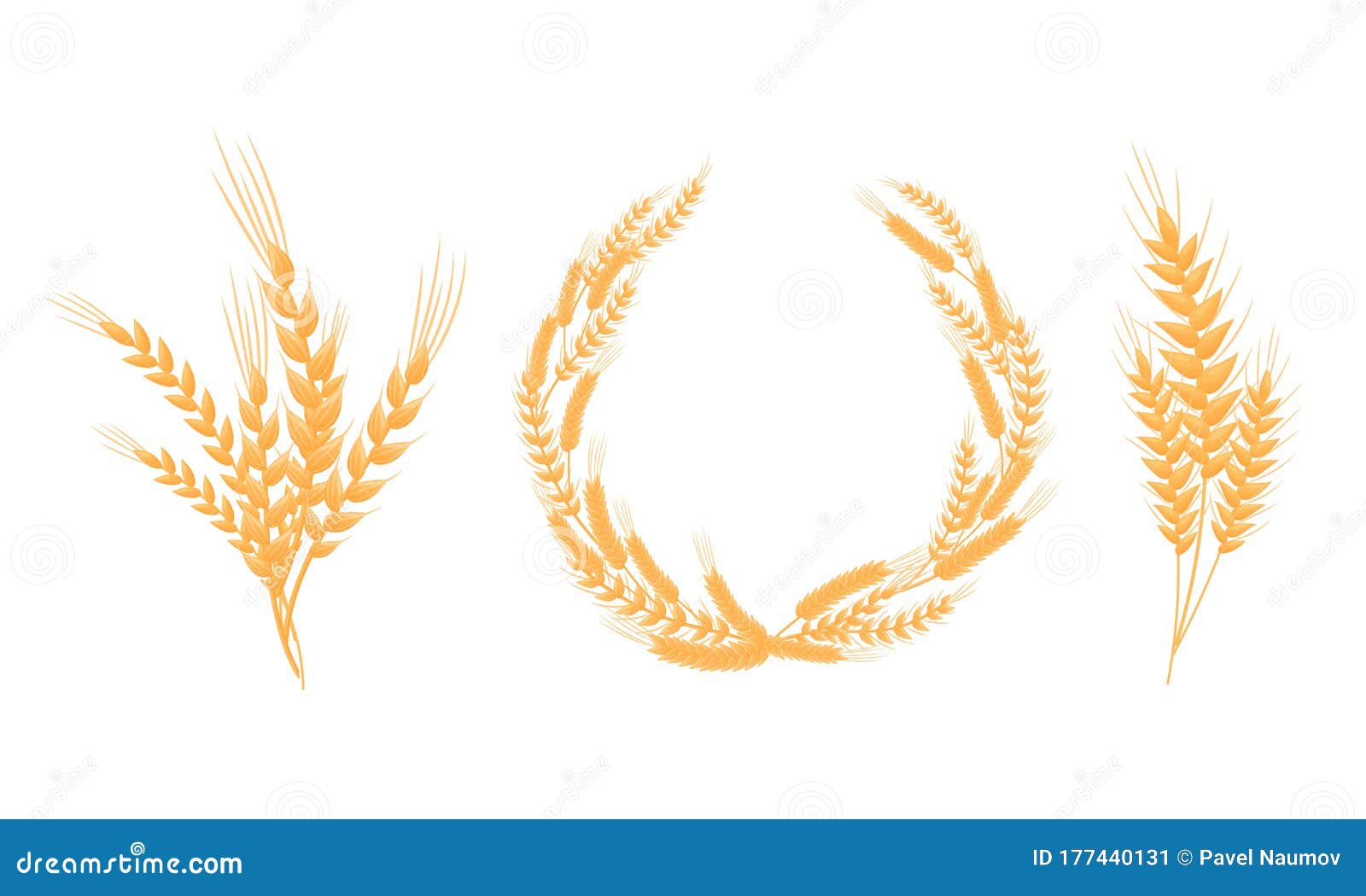Stylized Wheat Head or Spikes Isolated on White Background Vector Set ...
