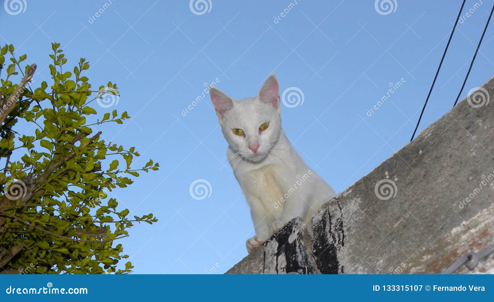 A Stylized White Cat Looking Down Stock Image - Image of kittens ...