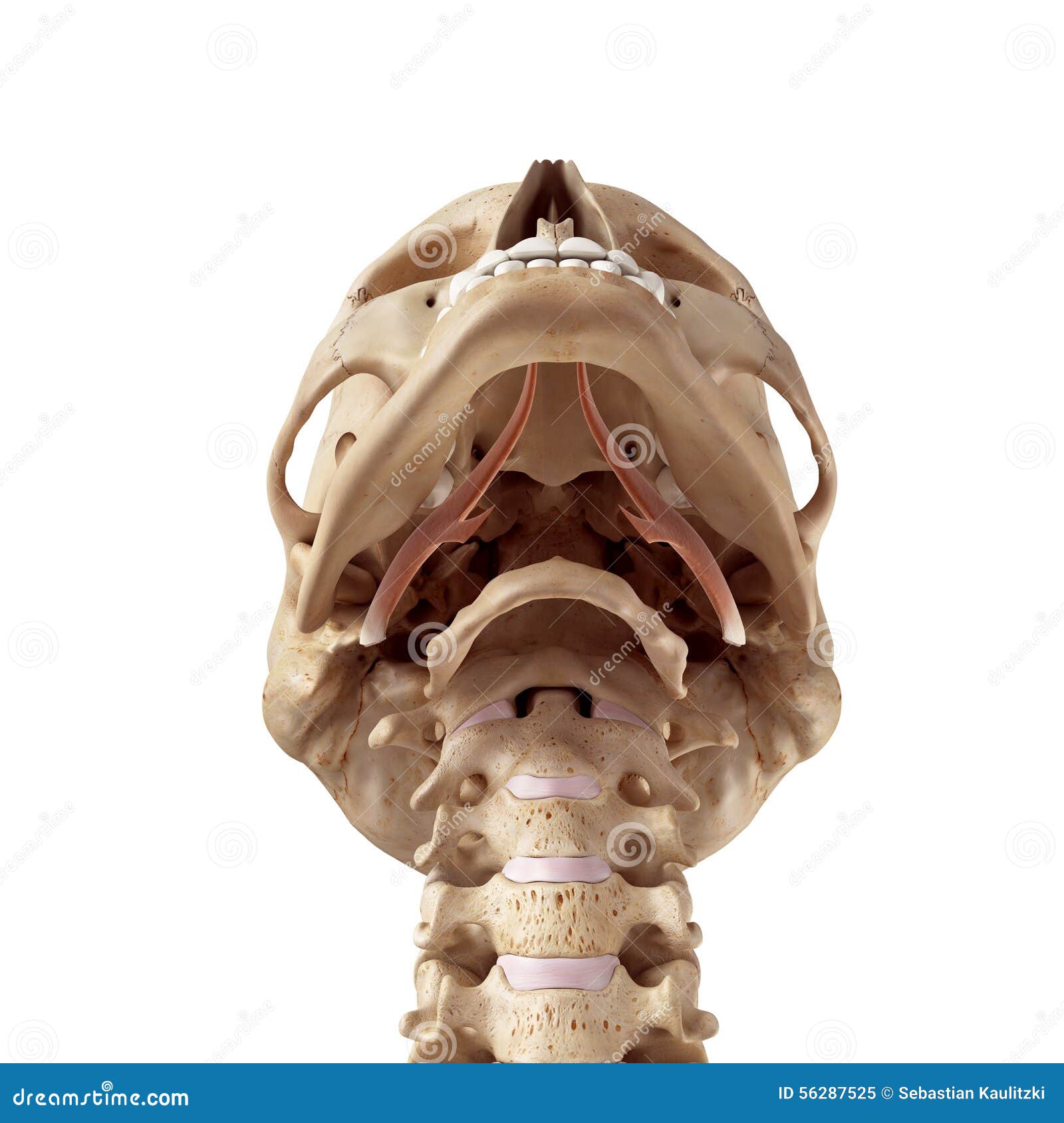 The styloglossus stock image. Image of musculature, skeleton - 56287525