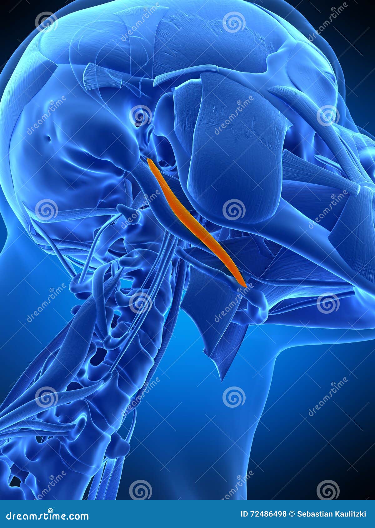 The stylohyoid stock illustration. Illustration of muscular - 72486498