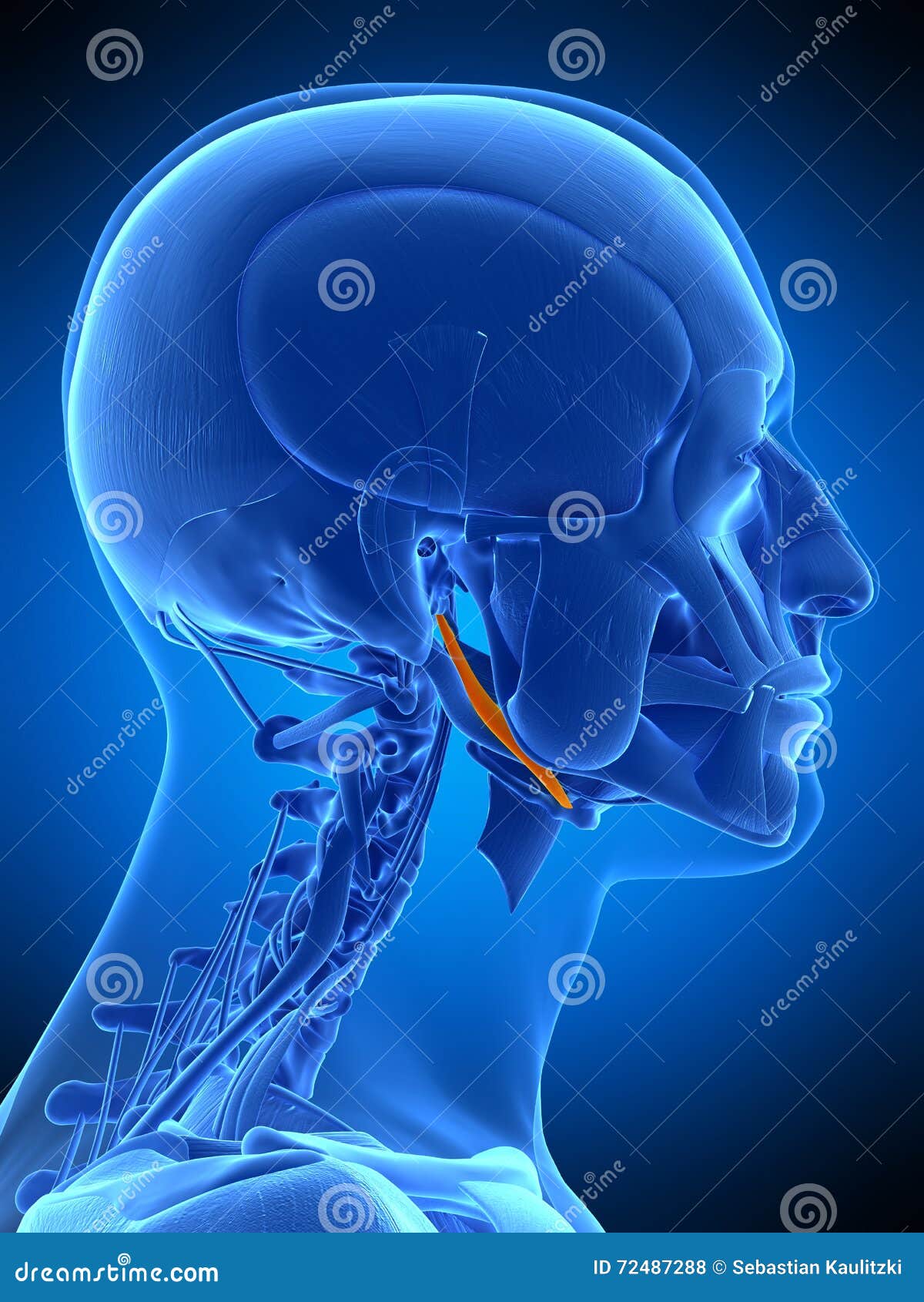 3d Illustration Of Stylohyoid Muscles Anatomical Position On Xray Body ...