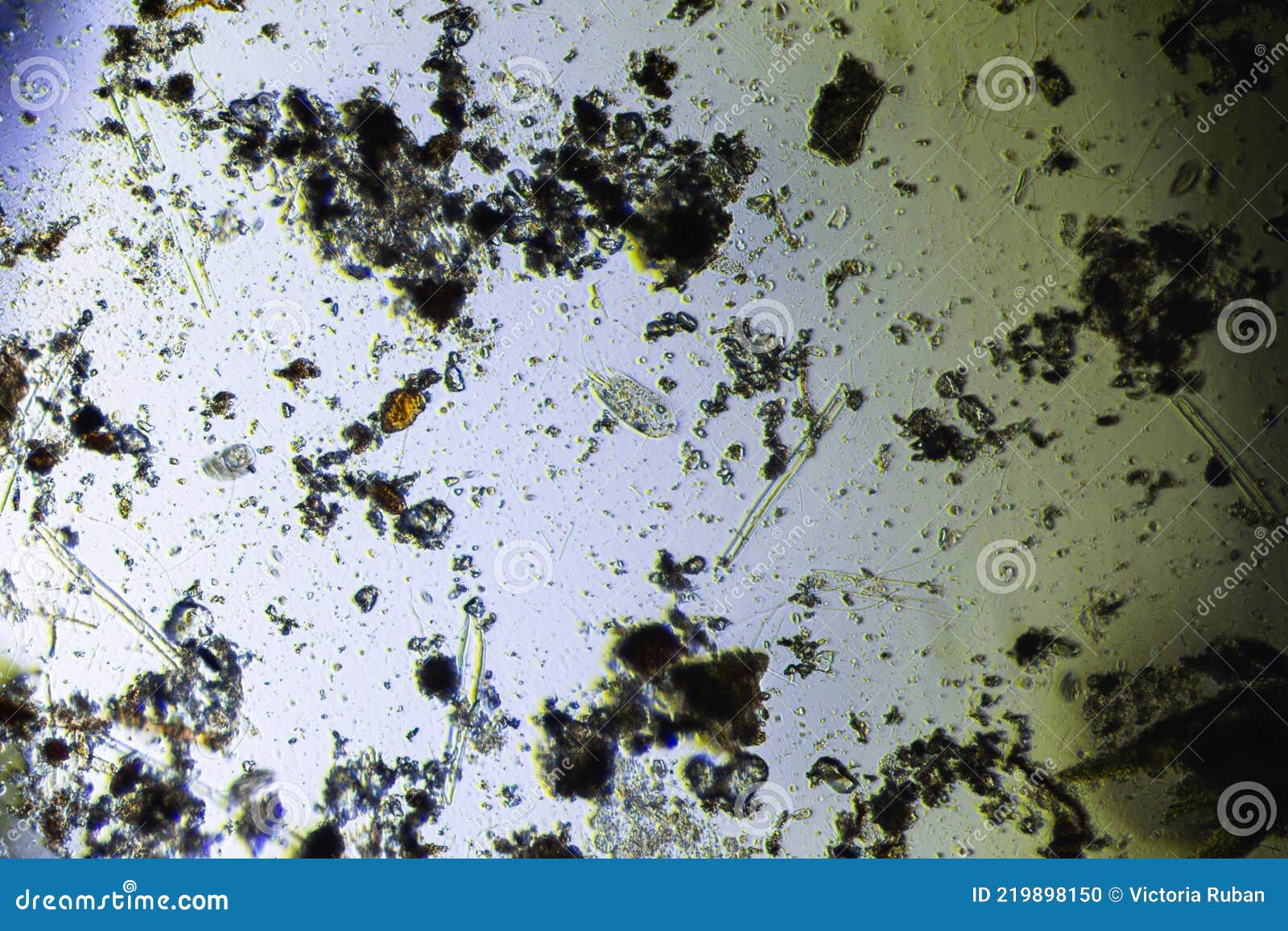 Microalgae Under Microscopic View, Green Algae, Cyanobacteria ...