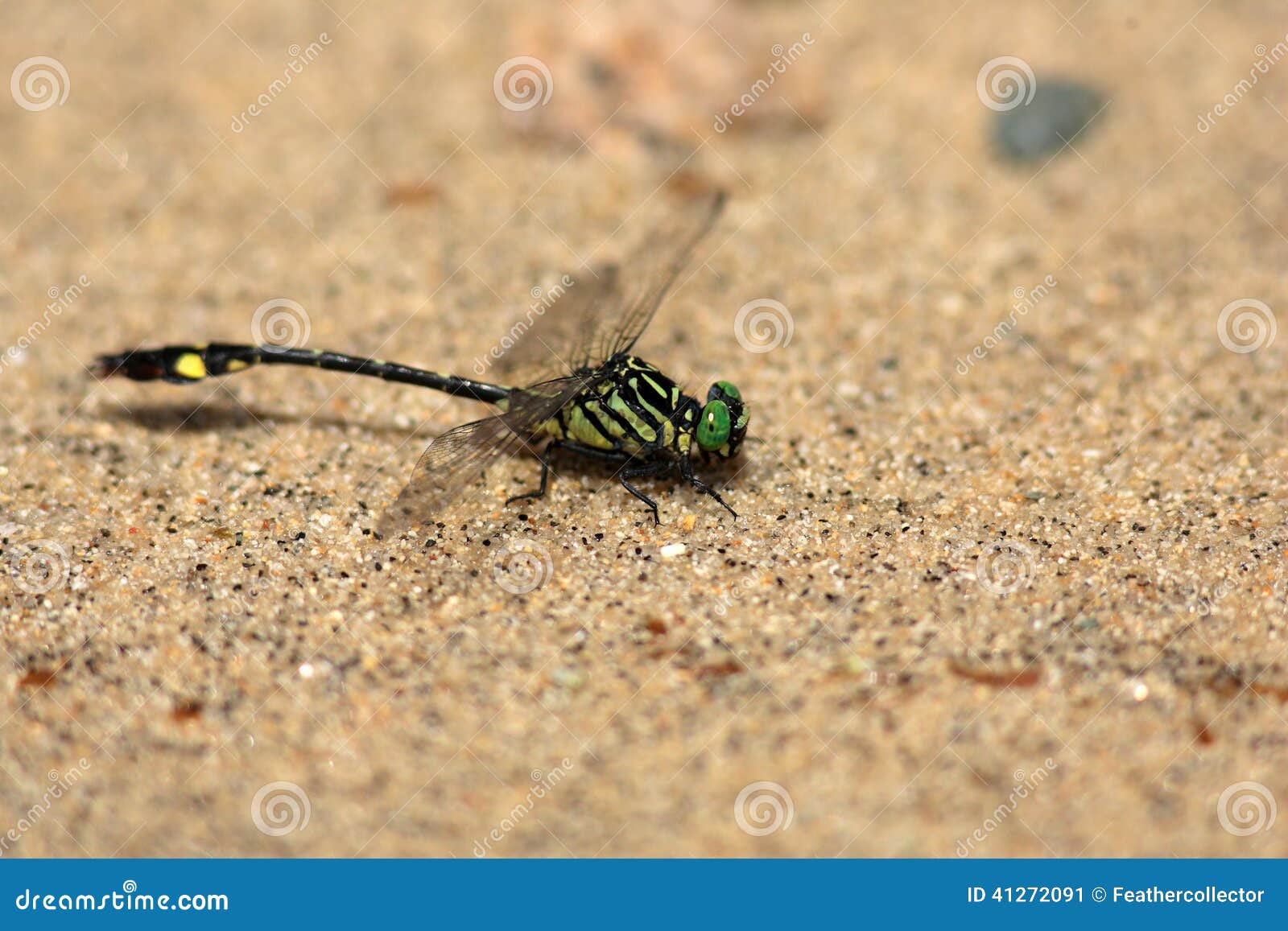 Stylurus Oculatus Dragonfly Stock Image - Image of wildlife, dragonfly ...