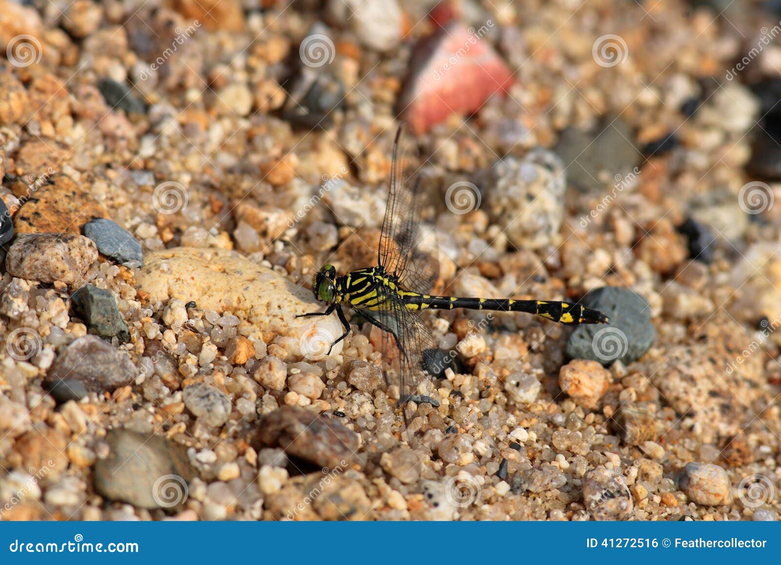 Stylurus Oculatus Dragonfly Stock Photo - Image of natural, japana ...