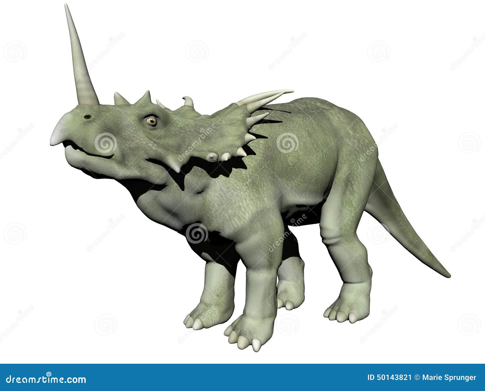 Styracosaurus Dinosaur. Herbivorous Ceratopsian Dinosaur From The ...