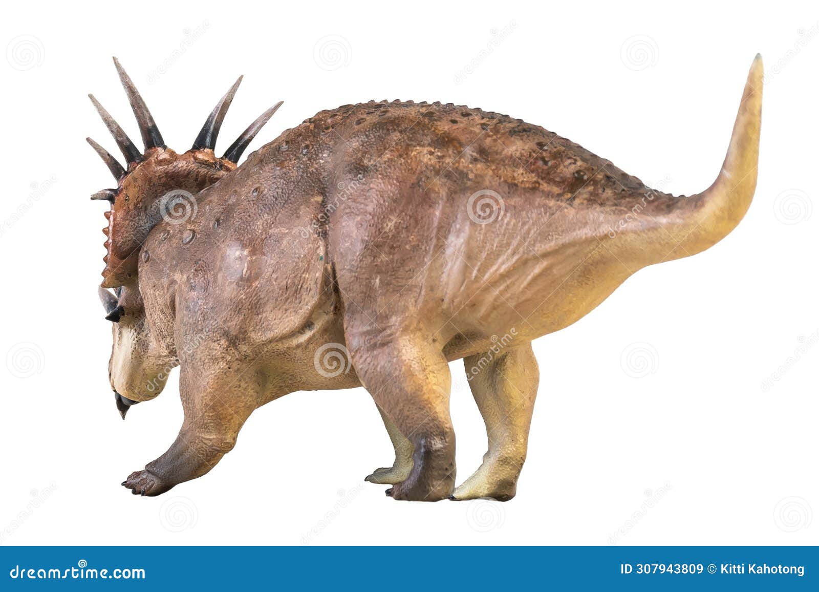 Styracosaurus Isolated On White Background. Prehistoric Animals. Stock ...