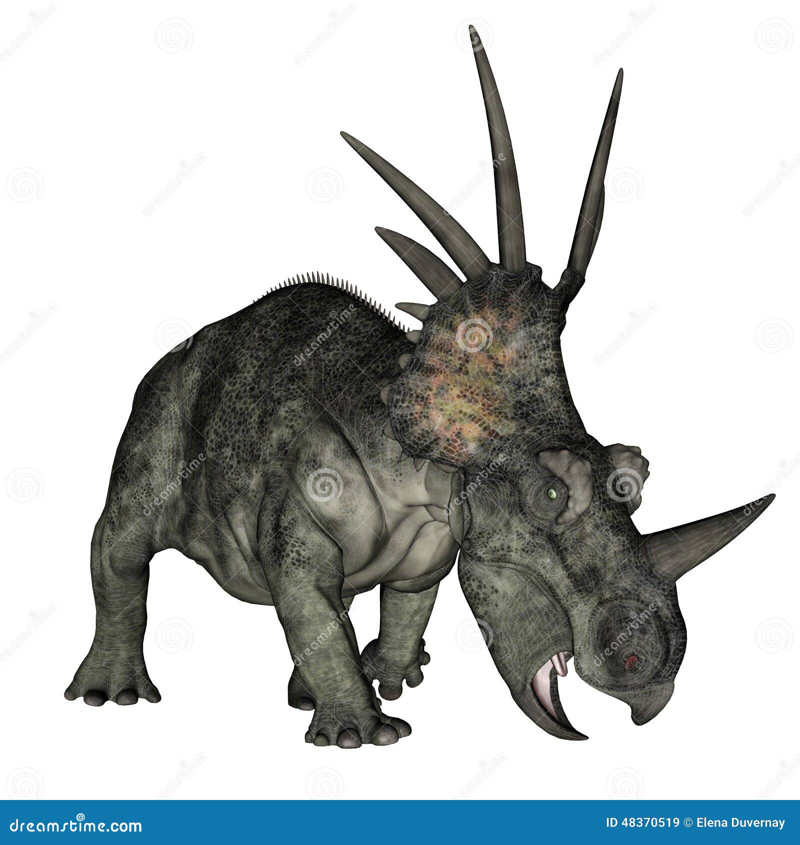 Styracosaurus Dinosaur Over White Royalty-Free Stock Image ...