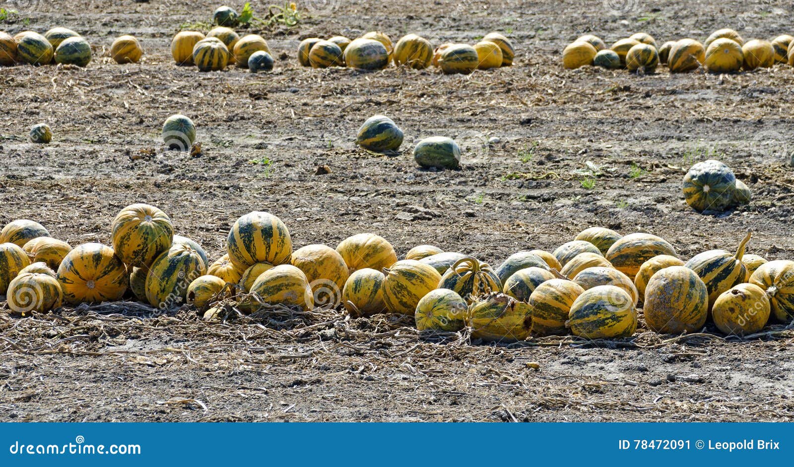 Styrian oil pumpkins stock image. Image of styrian, body - 78472091