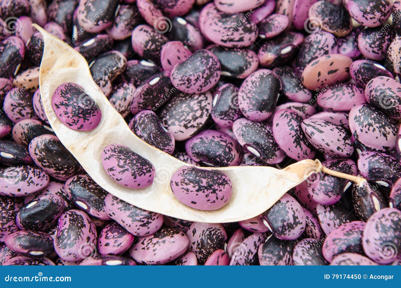 Scarlet Runner Beans Growing In A Garden, Red Blooms And Green Leaves ...