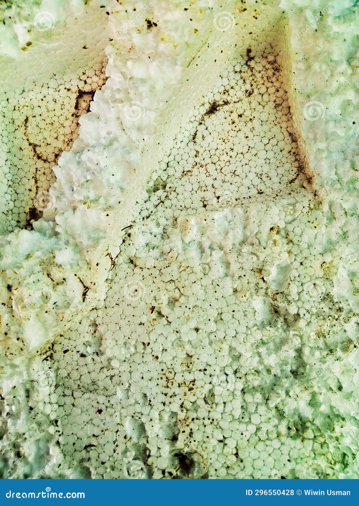 Styrofoam trash stock photo. Image of wall, flower, rock - 296550428