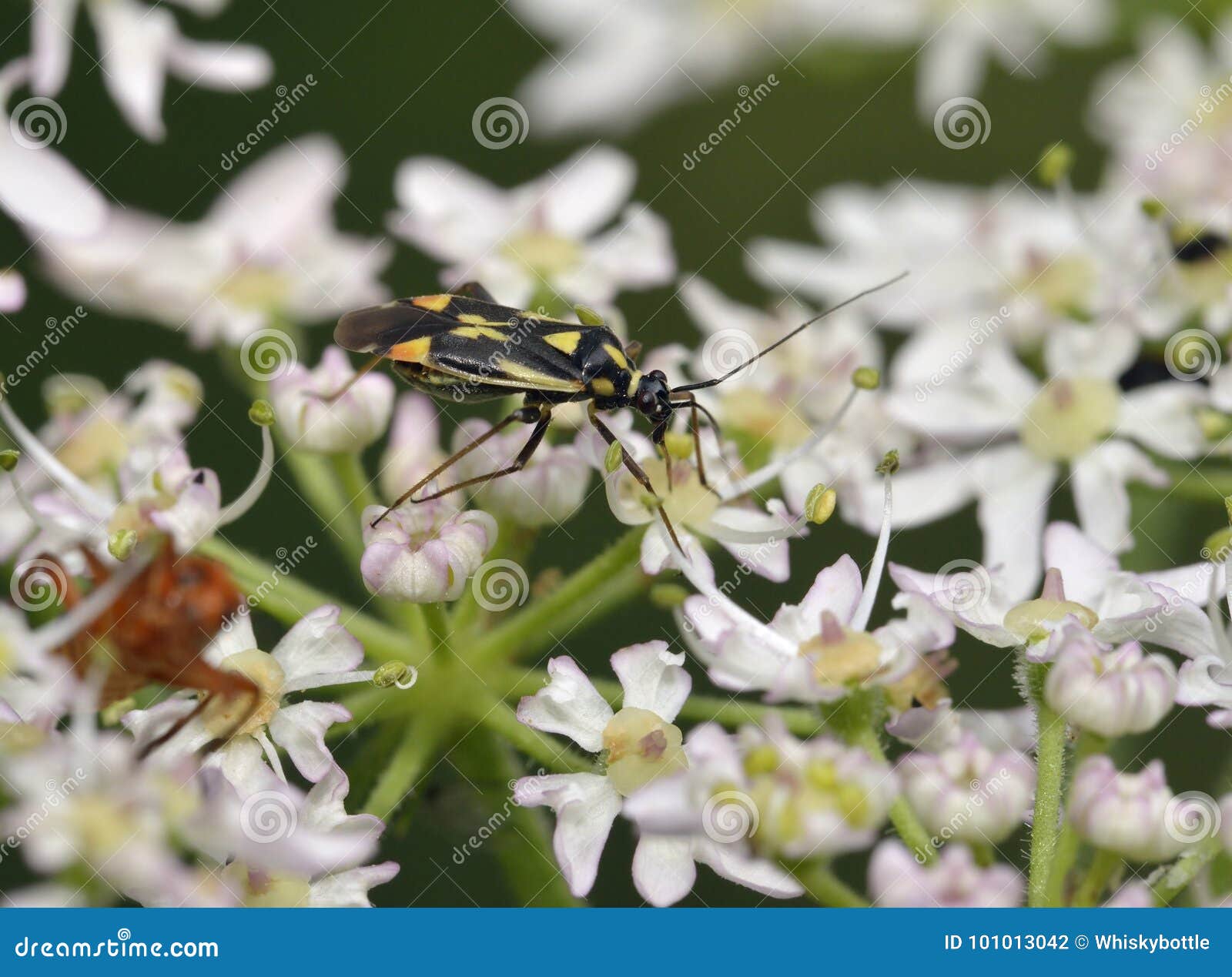 Stysi de Grypocoris photo stock. Image du orange, sauvage - 101013042