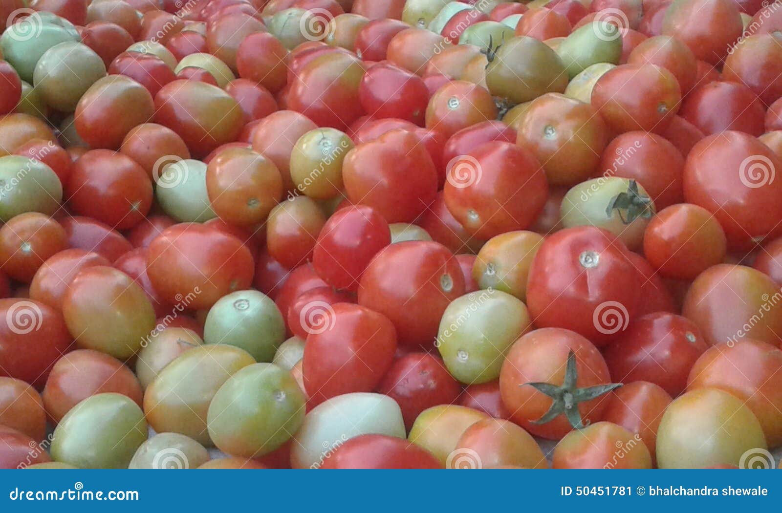 Su festival del tomate imagen de archivo. Imagen de atractivo - 50451781