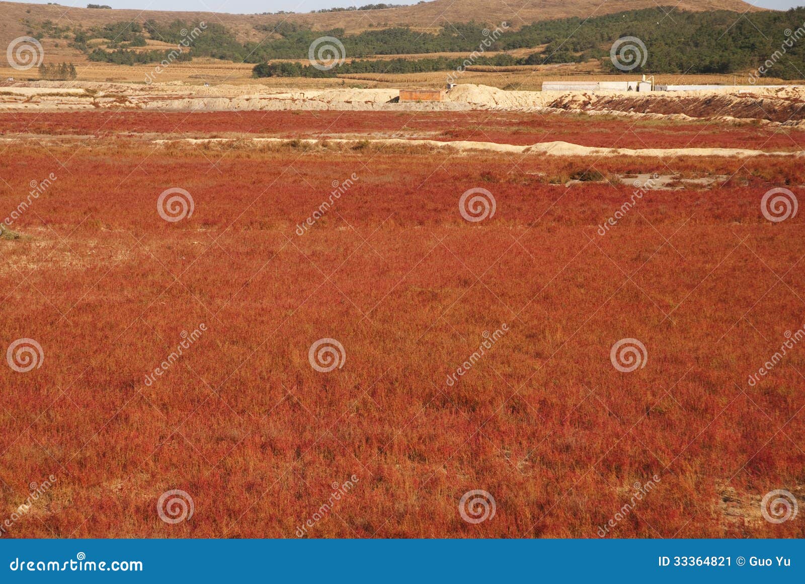 Suaeda stock image. Image of environment, sunshine, liaoning - 33364821