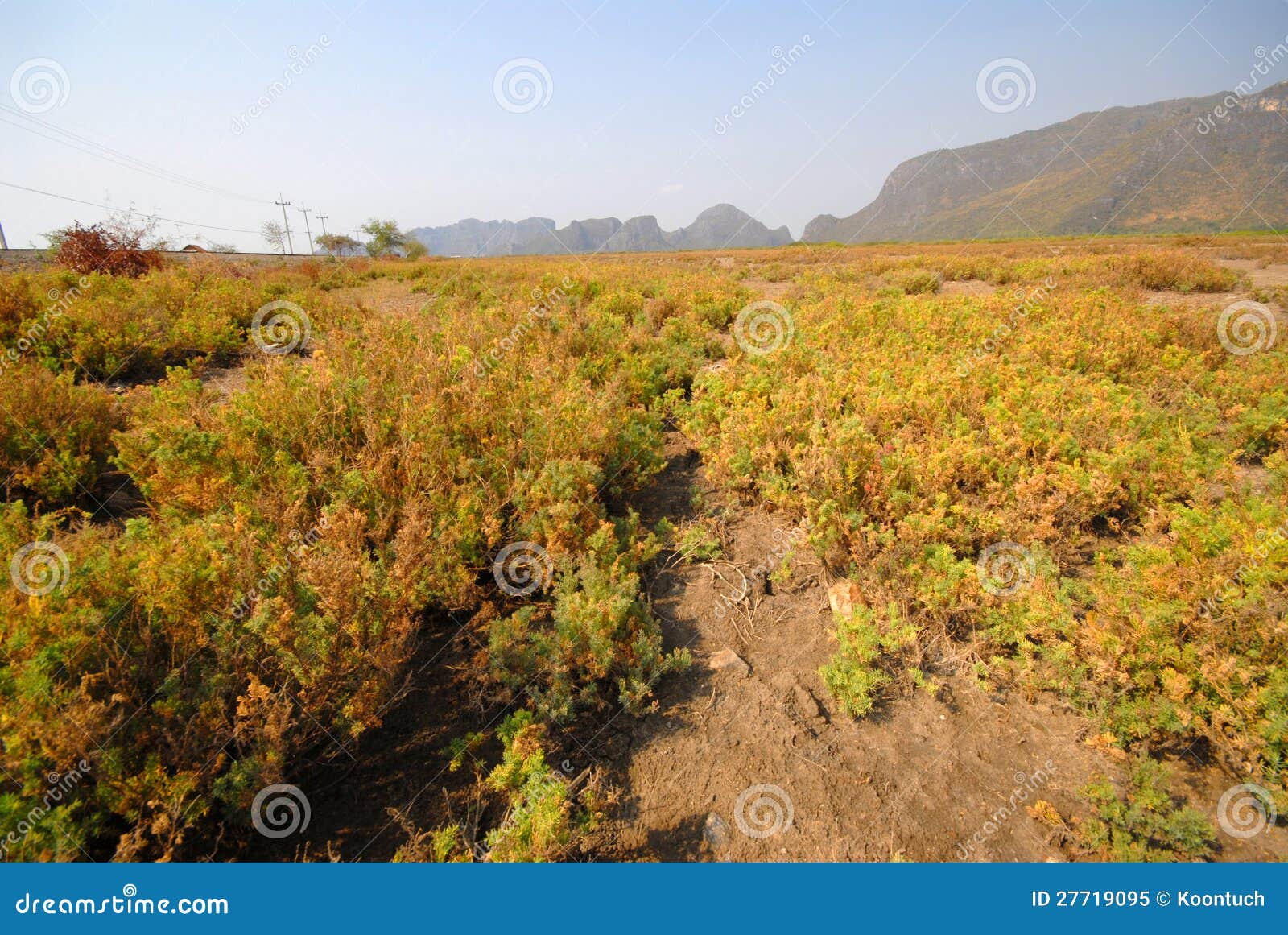 Suaeda maritima field. stock image. Image of national - 27719095