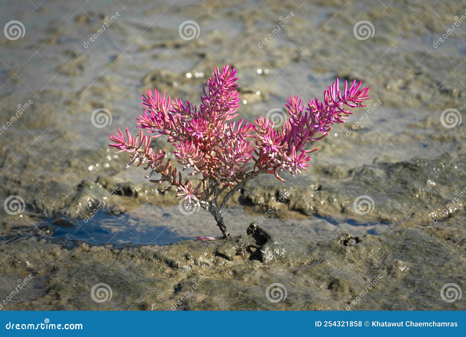 Suaeda Maritima or Seablite Vegetable that Grows Side Salt Field ...
