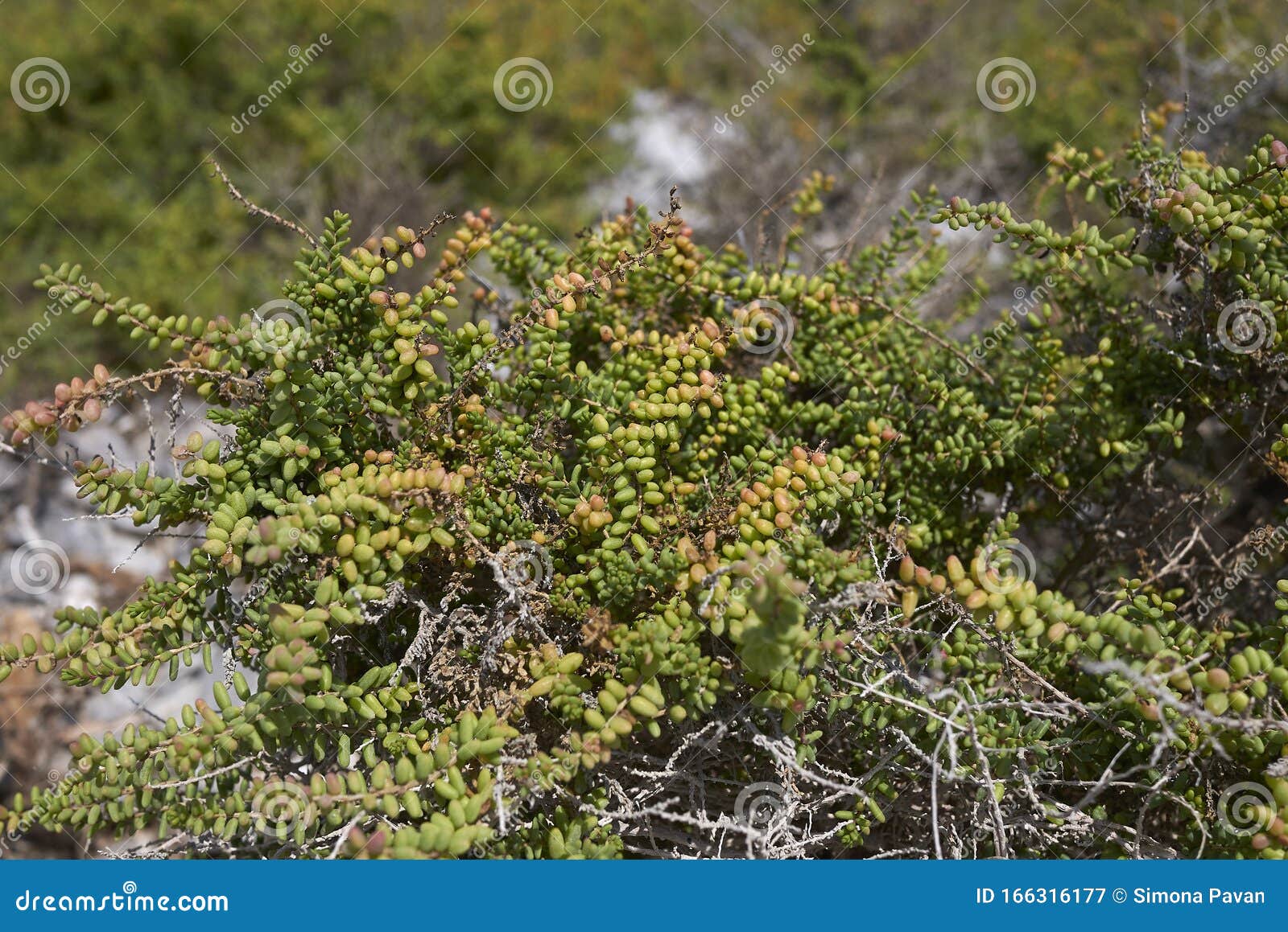 Suaeda vera shrub stock image. Image of leaf, branch - 166316177