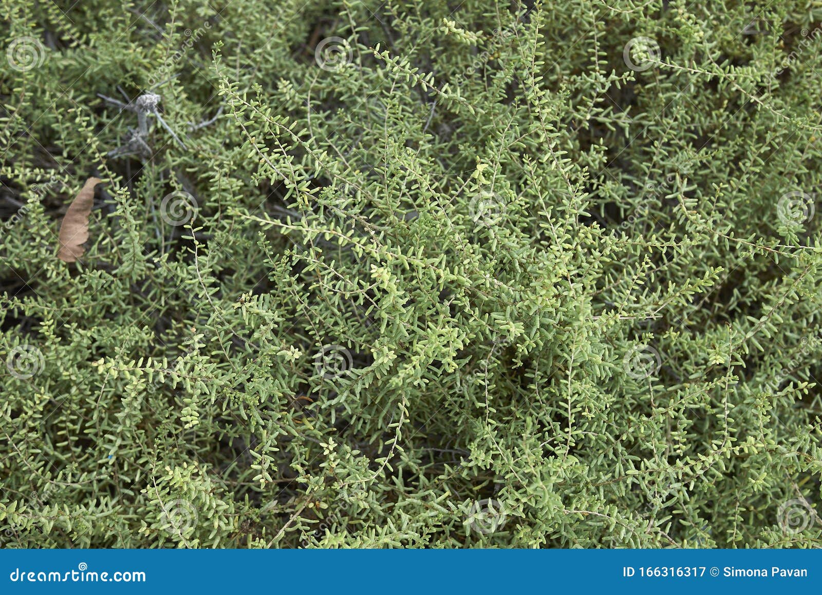 Suaeda vera shrub stock image. Image of seablite, leaves - 166316317