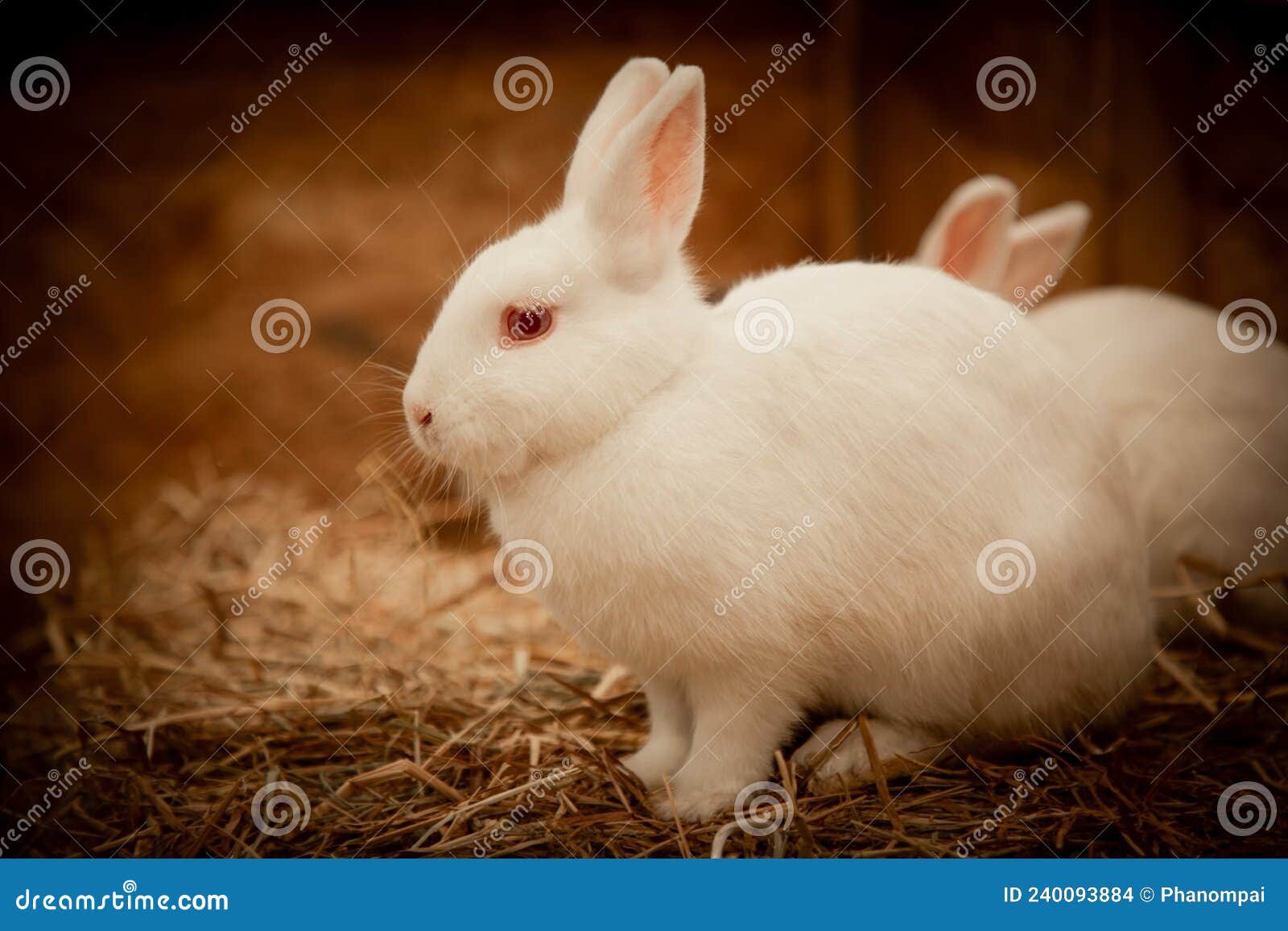 Suave Lindo Retrato Curioso Conejo Blanco. Foto de archivo - Imagen de ...