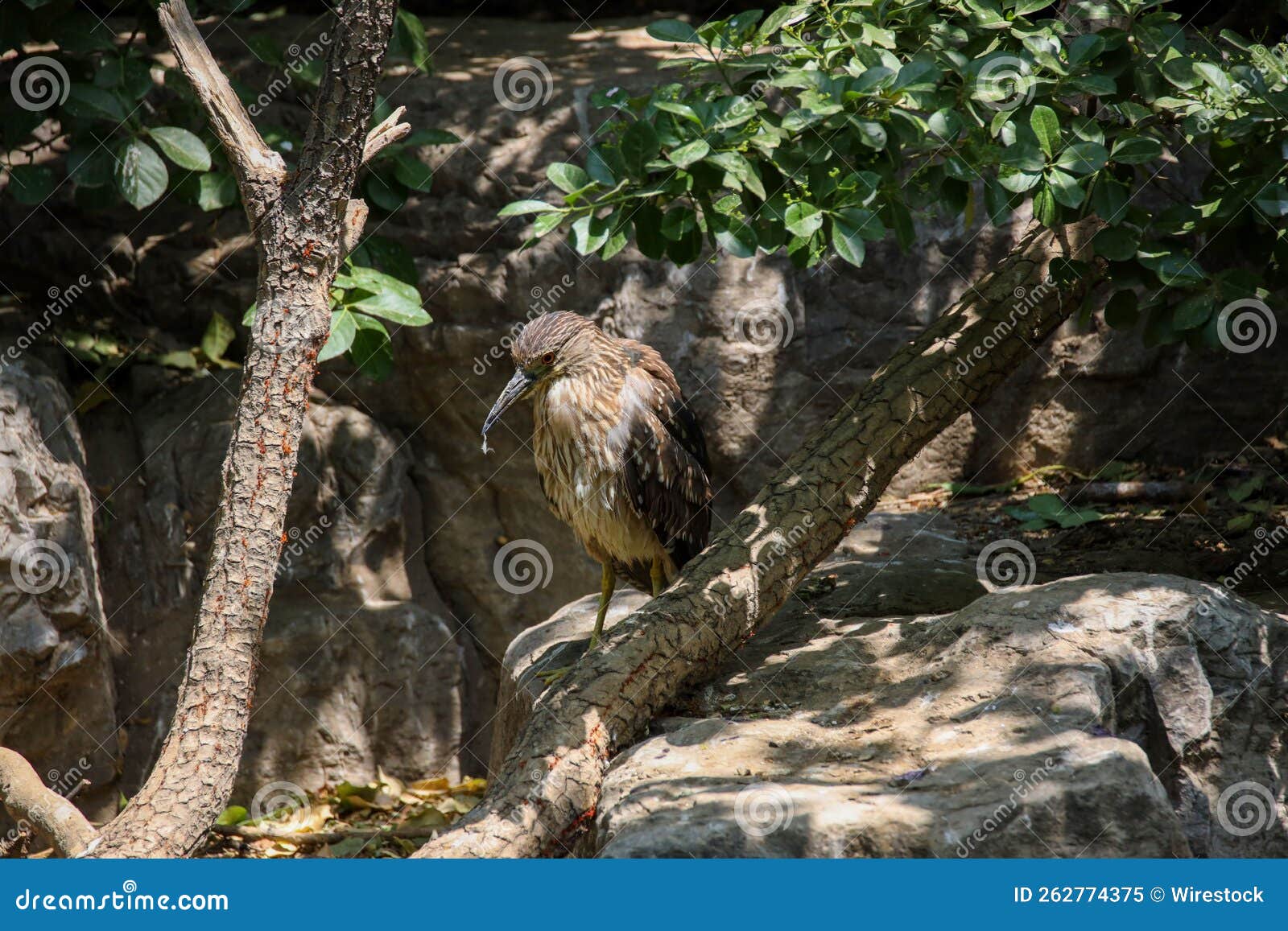 Sub Adult Night Heron Perched on a Tree Stock Image - Image of bird ...