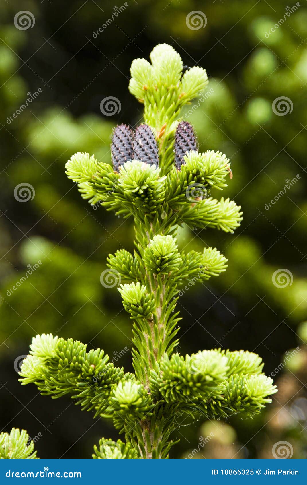 Sub Alpine Spruce stock image. Image of plants, branch - 10866325