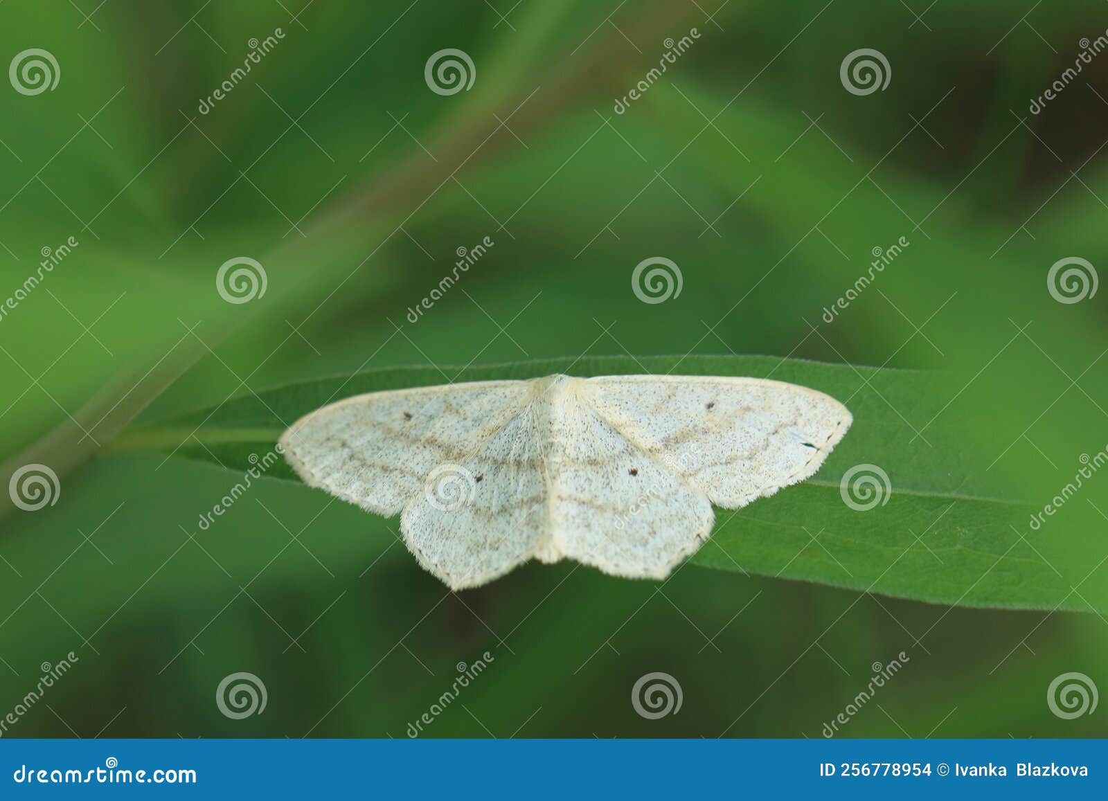 Sub-angled wave moth stock photo. Image of nature, nigropunctata ...