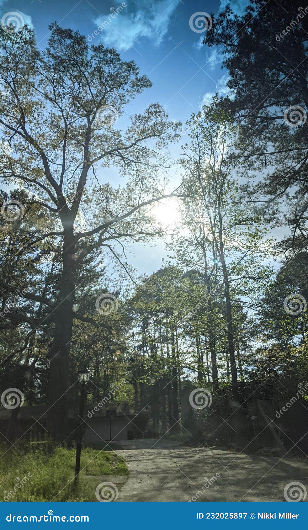 Sun filters through trees stock image. Image of filters - 232025897