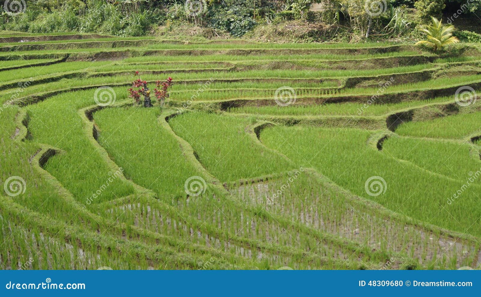 Subak stock photo. Image of system, rice, name, irrigation - 48309680