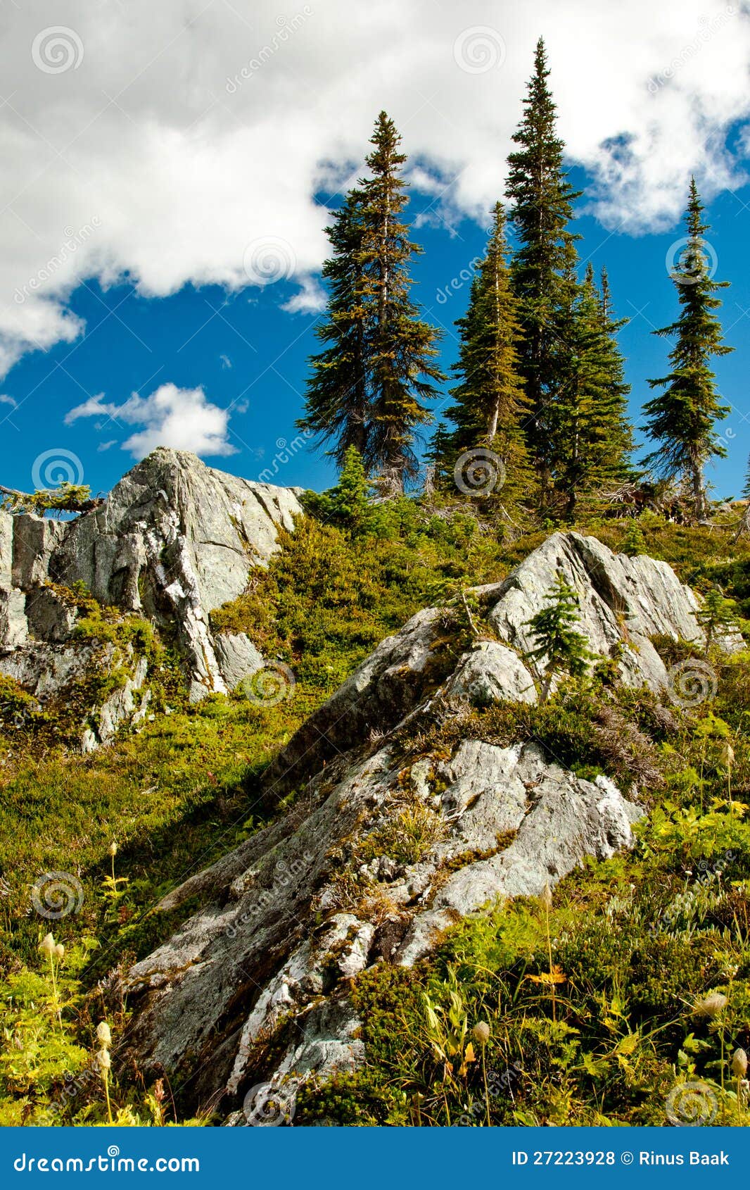 Subalpine Fir stock photo. Image of tree, mountains, forest - 27223928