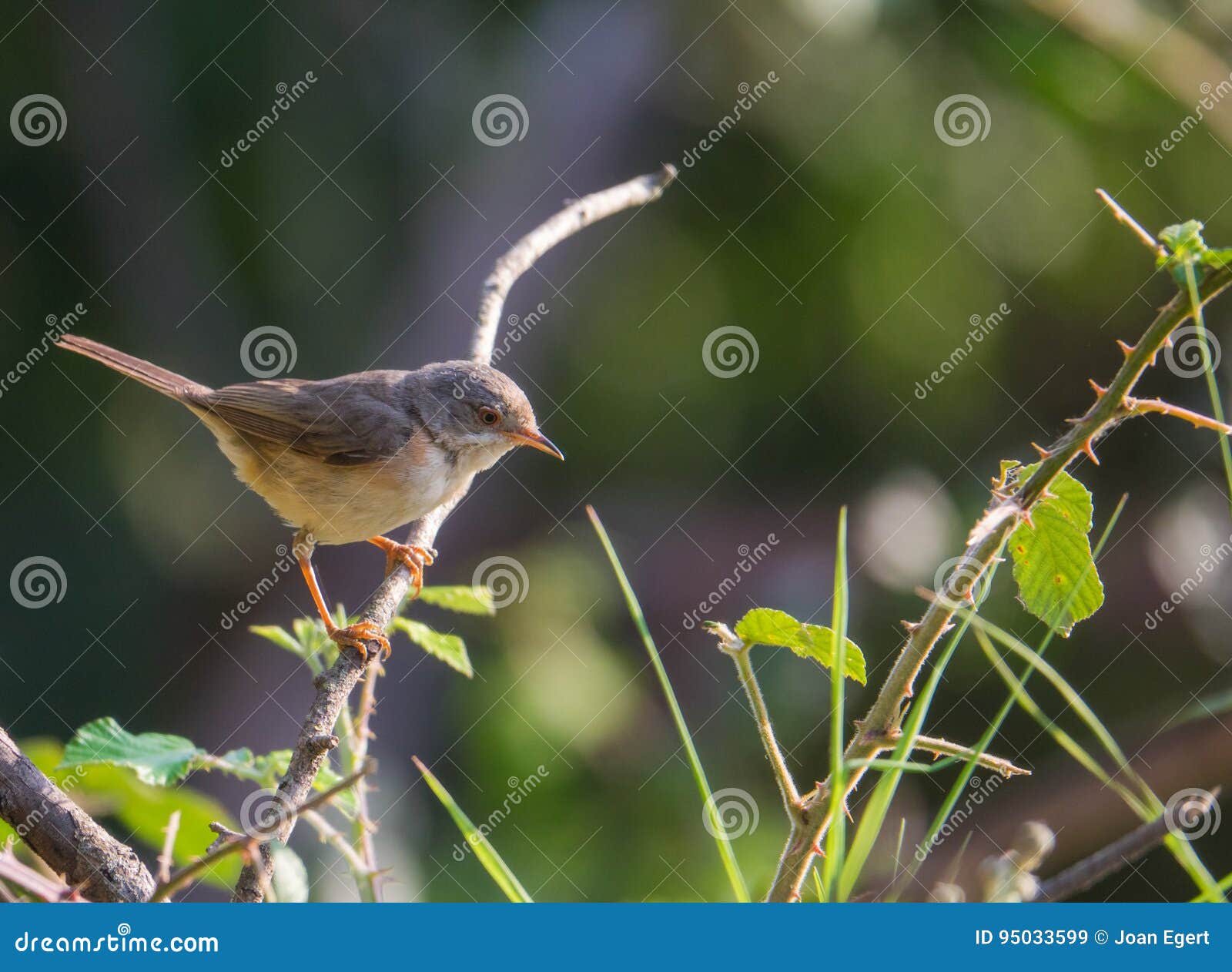 Subalpine Warbler stock image. Image of animals, forestbirds - 95033599