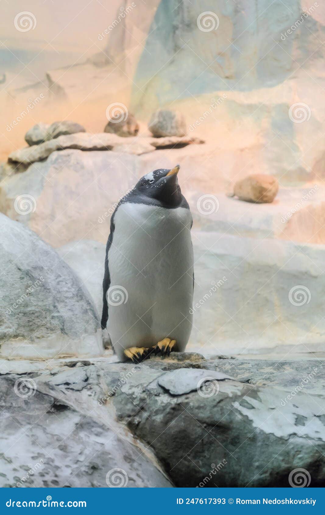 Subantarctic or Gentoo Penguin Pygoscelis Papua Standing on a Stone ...