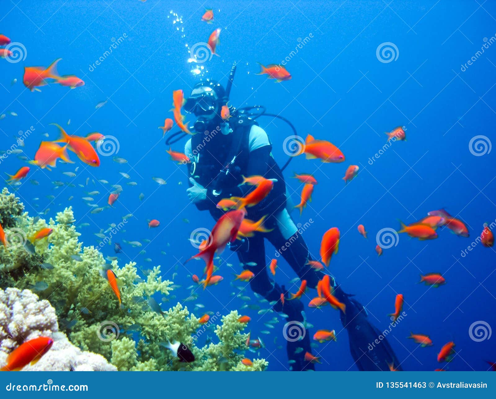 Subaqueo Sopra La Barriera Corallina Immersione Con Bombole Immagine ...