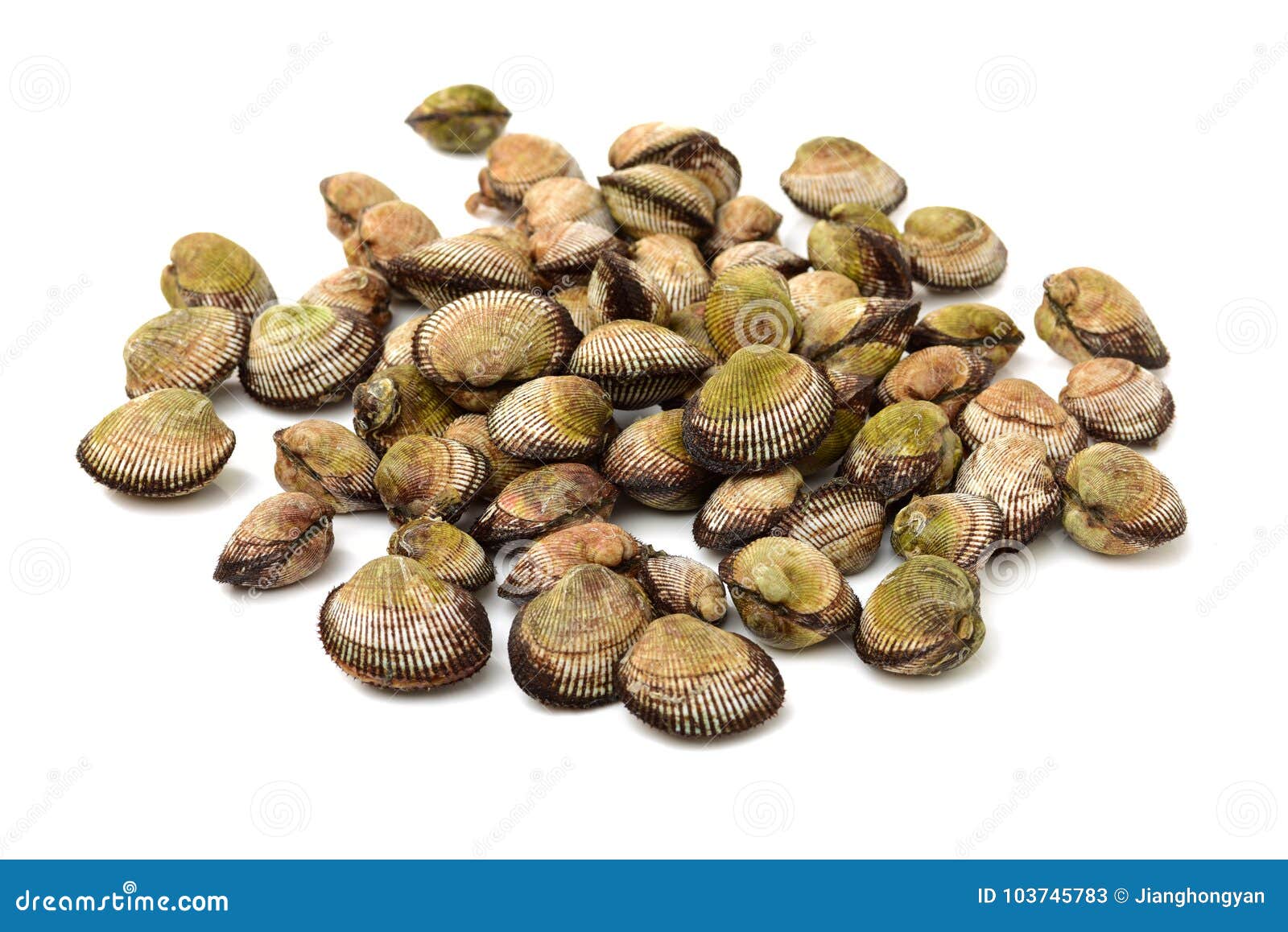 Subcrenata de Scapharca imagen de archivo. Imagen de gusto - 103745783