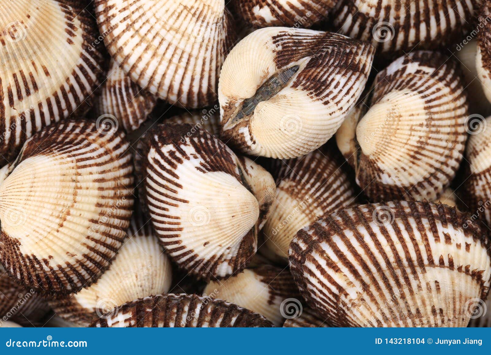 Subcrenata de Scapharca photo stock. Image du vivacité - 143218104