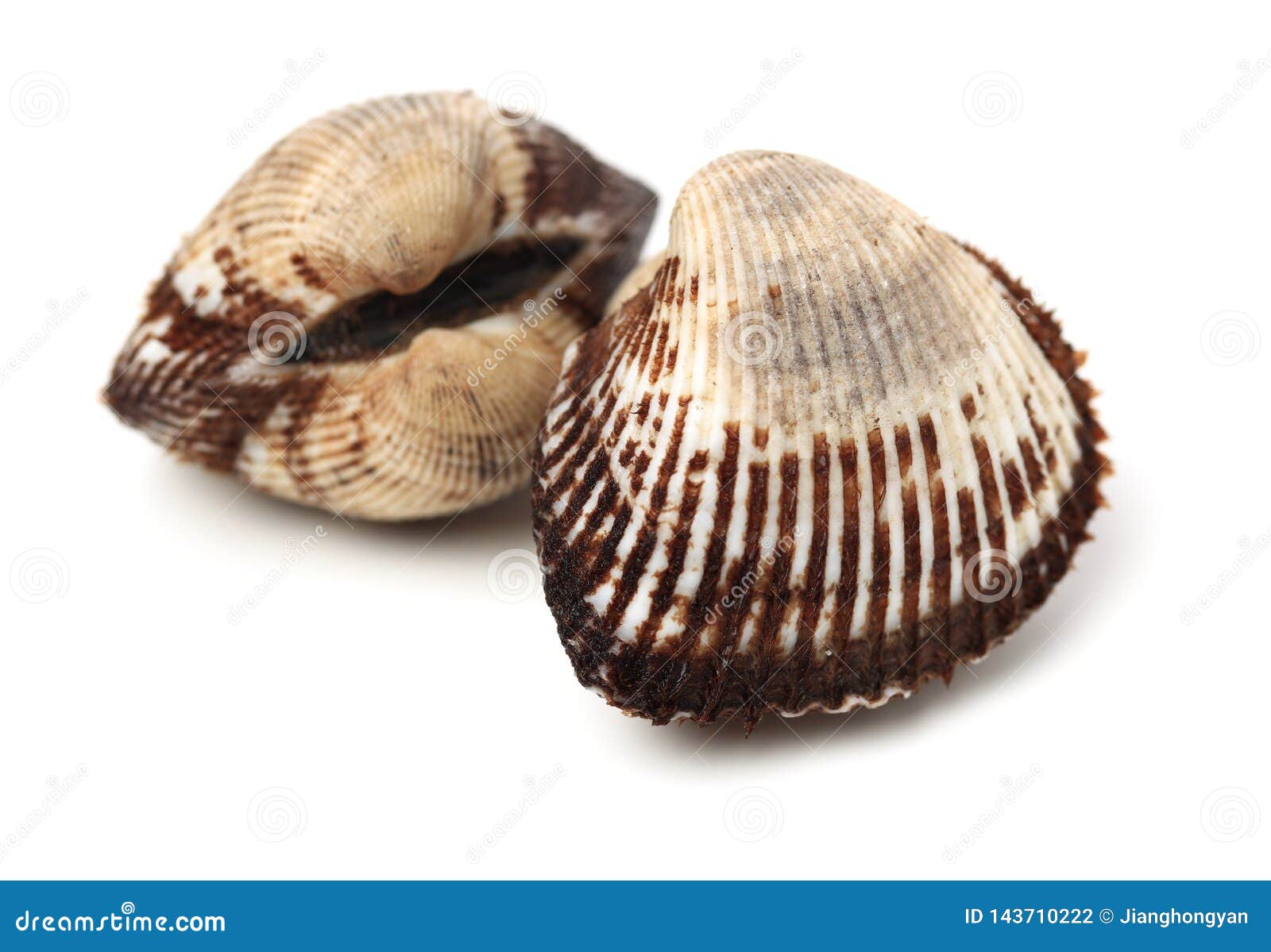 Subcrenata de Scapharca foto de archivo. Imagen de vivo - 143710222