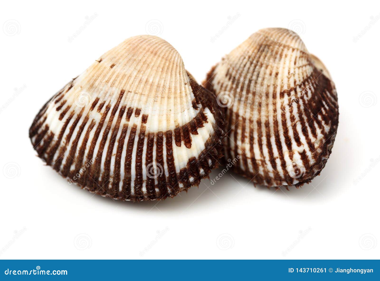 Subcrenata de Scapharca imagen de archivo. Imagen de alimento - 143710261