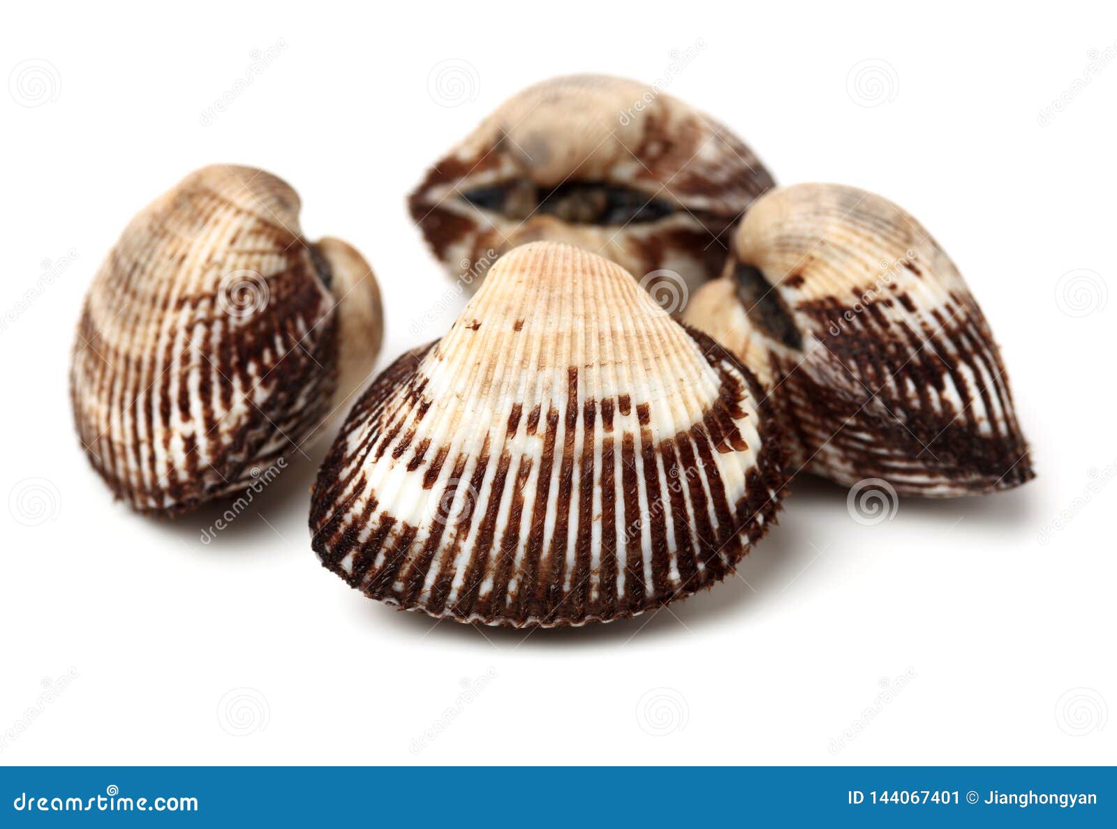 Subcrenata de Scapharca imagen de archivo. Imagen de vivo - 144067401