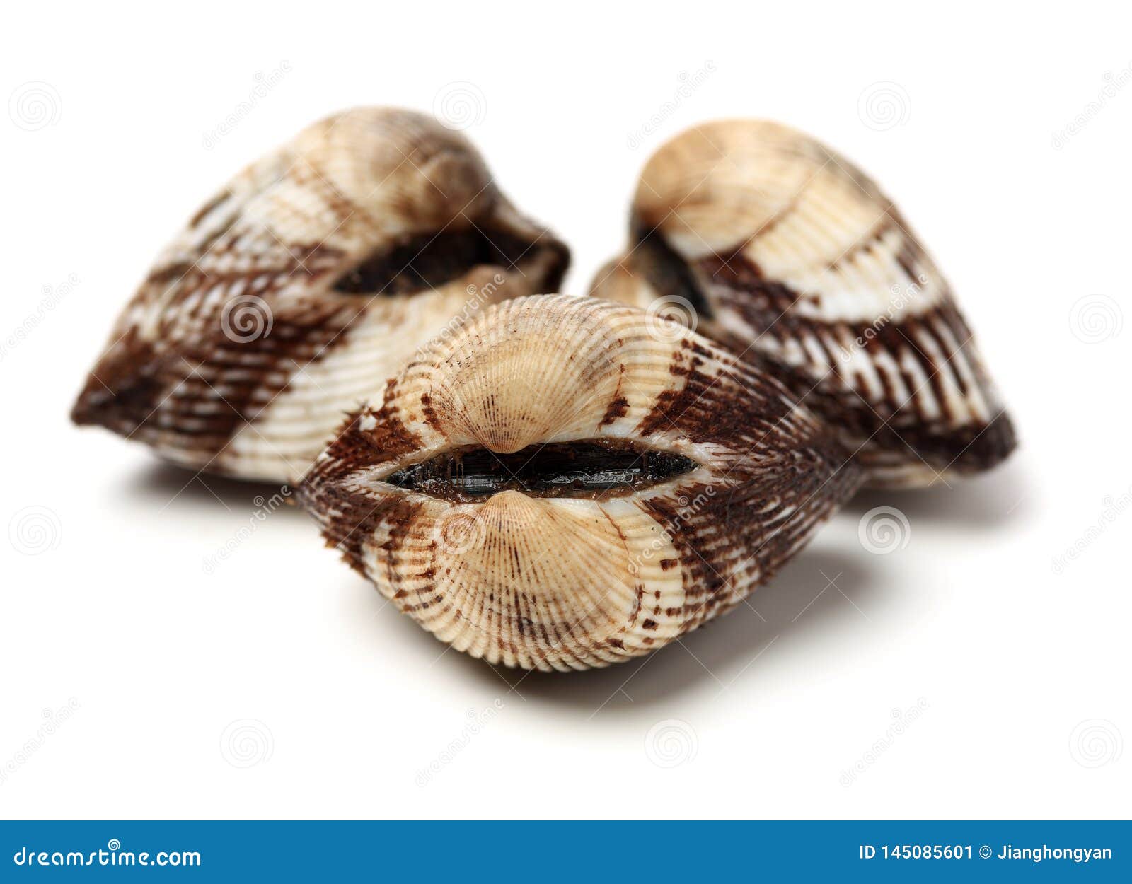 Subcrenata de Scapharca imagen de archivo. Imagen de alimento - 145085601