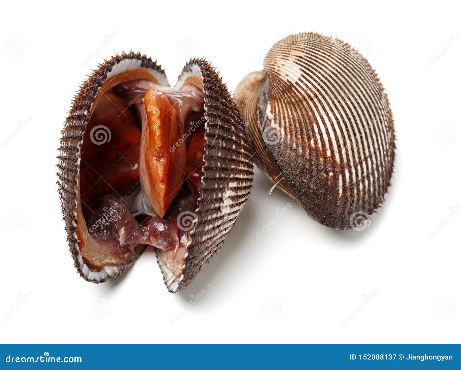 Subcrenata de Scapharca imagen de archivo. Imagen de crudo - 152008137