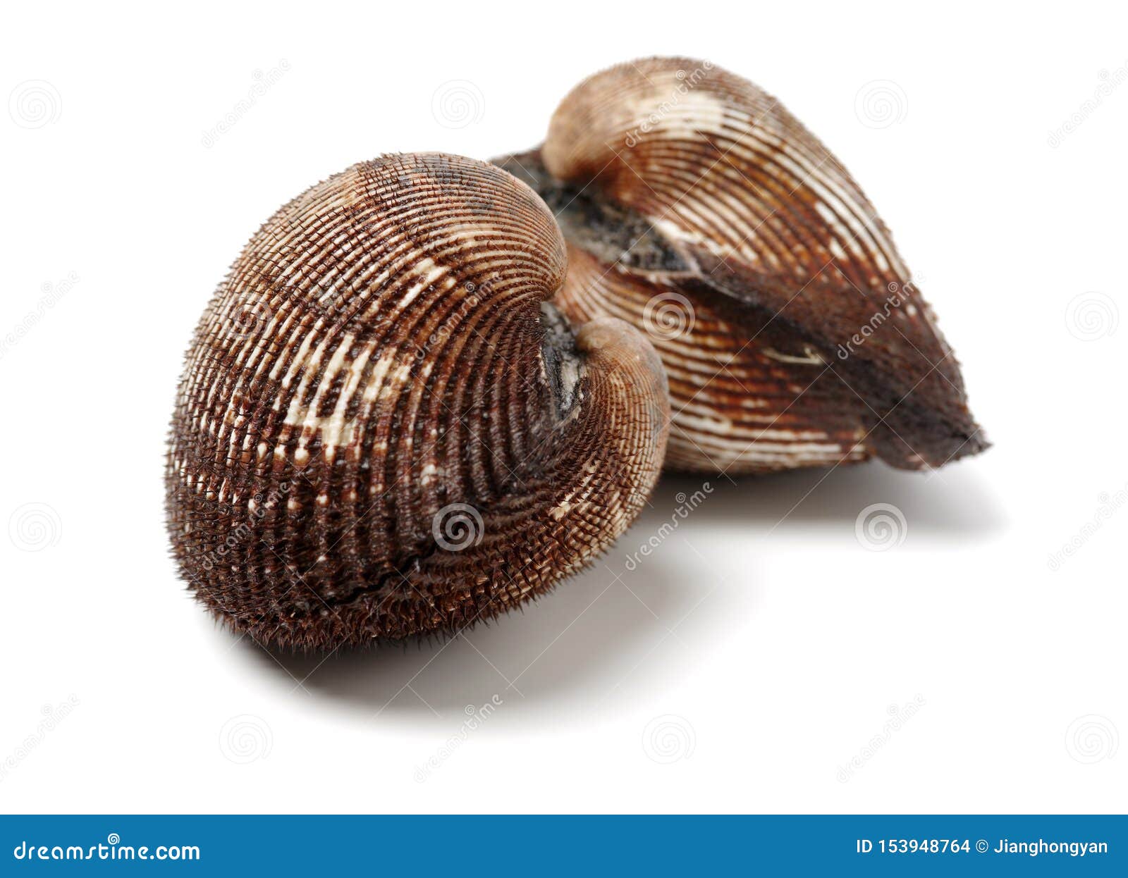 Subcrenata de Scapharca foto de archivo. Imagen de salado - 153948764