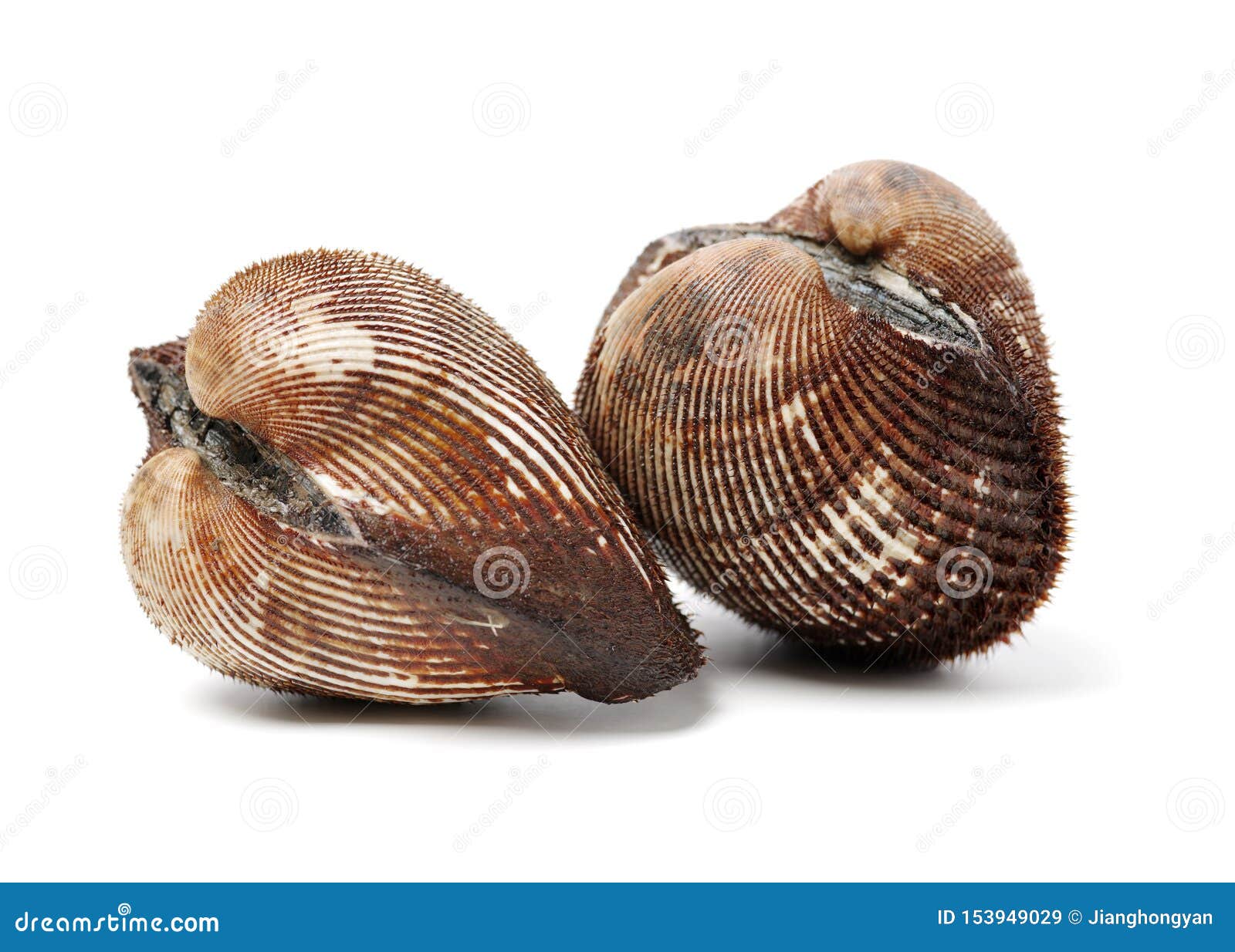 Subcrenata de Scapharca imagen de archivo. Imagen de cubo - 153949029