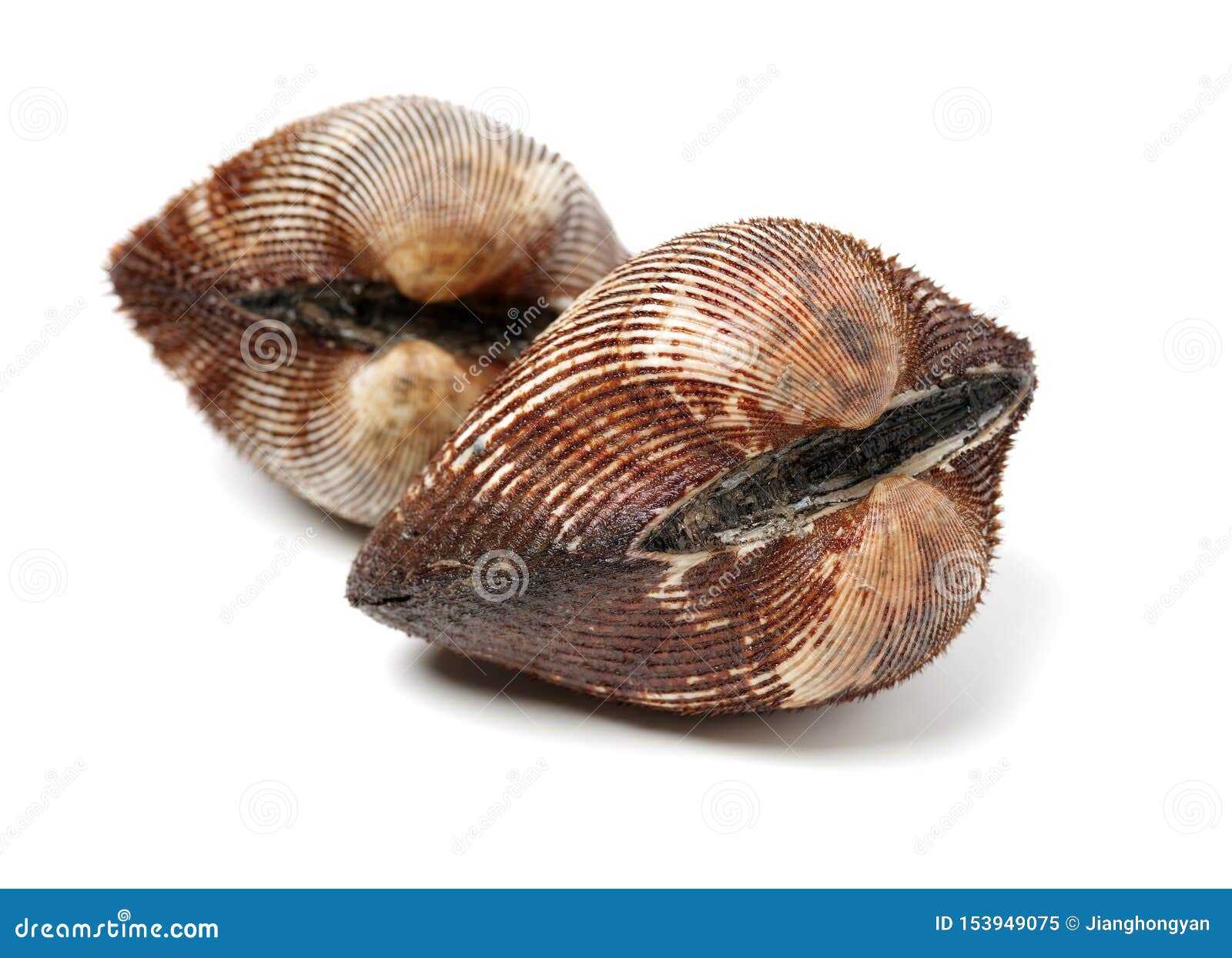 Subcrenata de Scapharca imagen de archivo. Imagen de alimento - 153949075