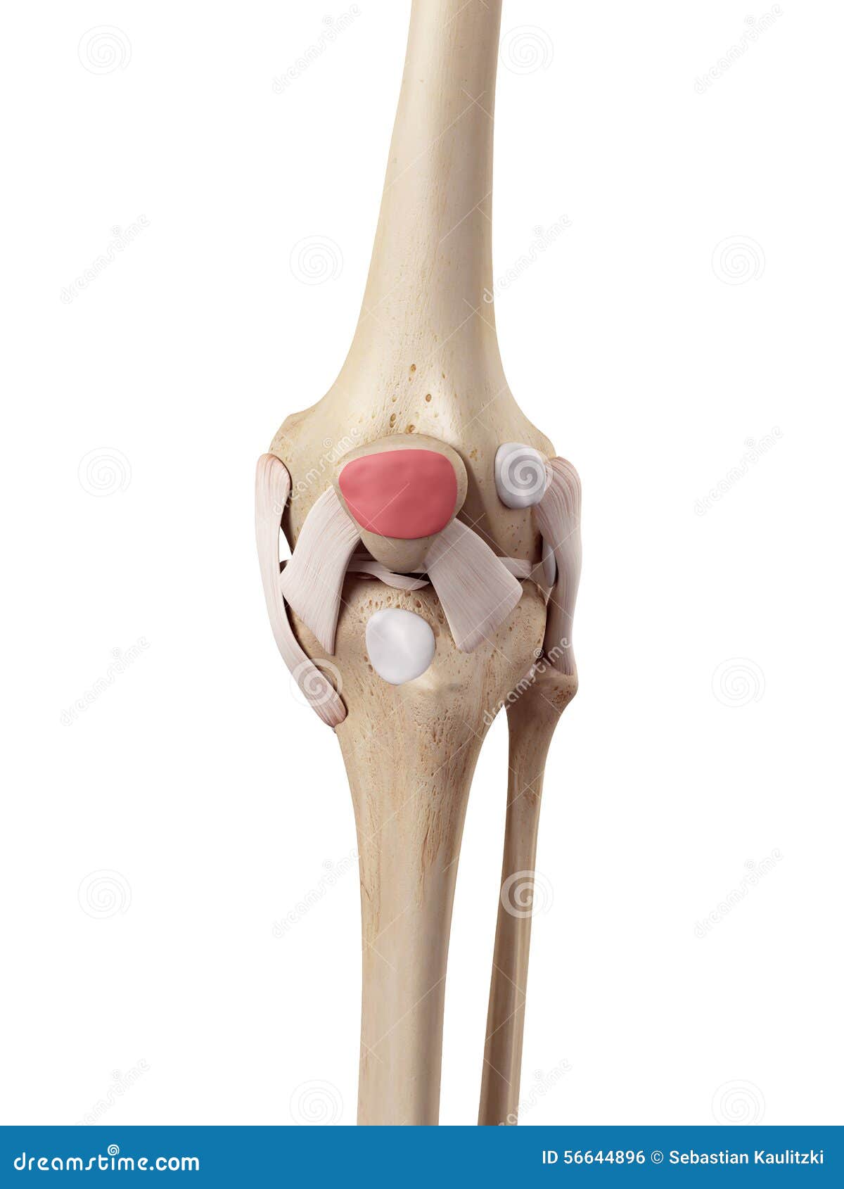 Prepatellar Cartoons, Illustrations & Vector Stock Images - 42 Pictures ...