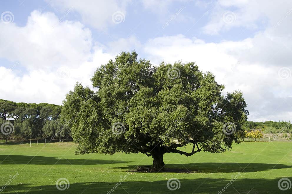 Suber de quercus photo stock. Image du nature, herbe, zone - 7597892