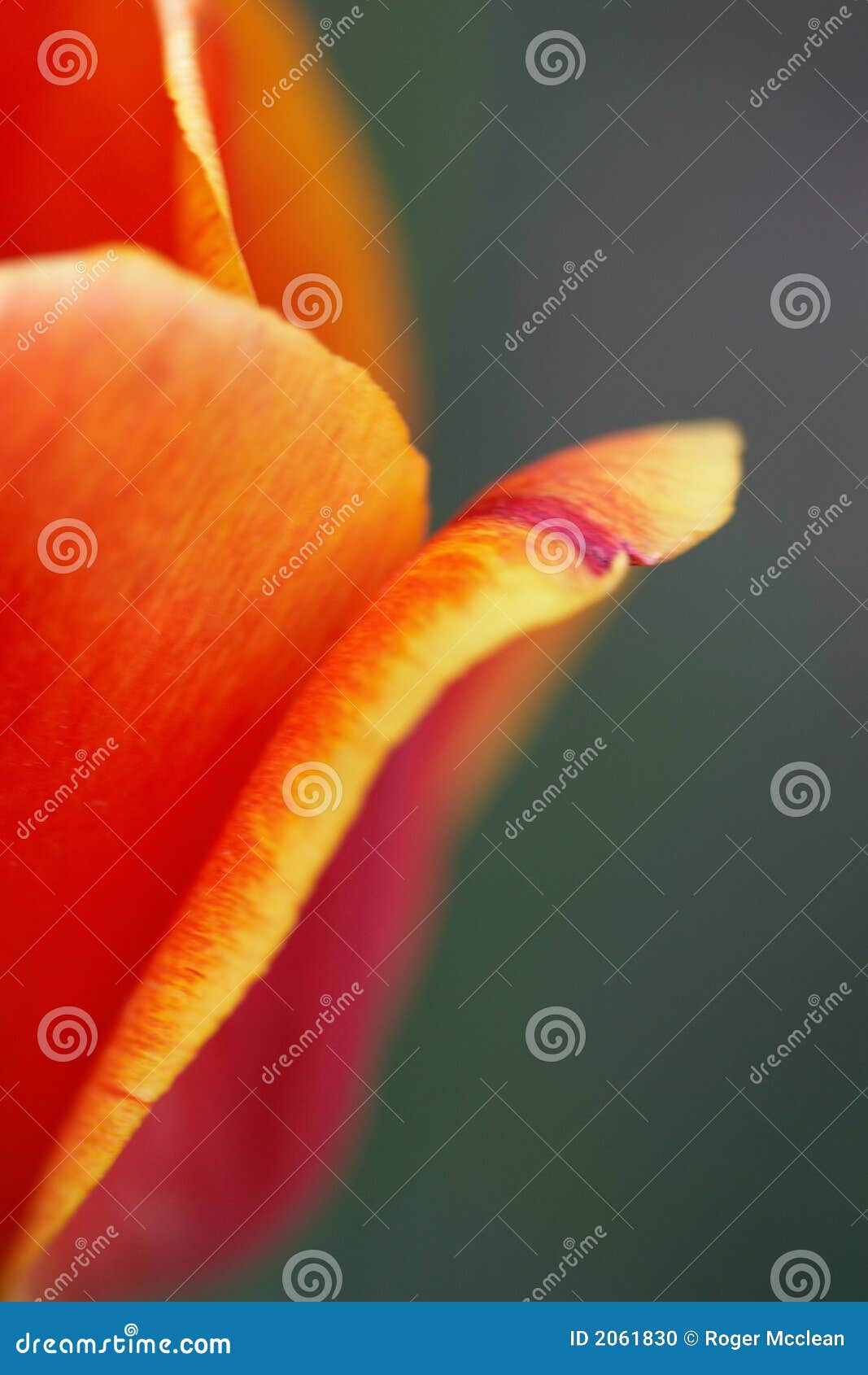 Subject color stock photo. Image of texture, orange, nature - 2061830