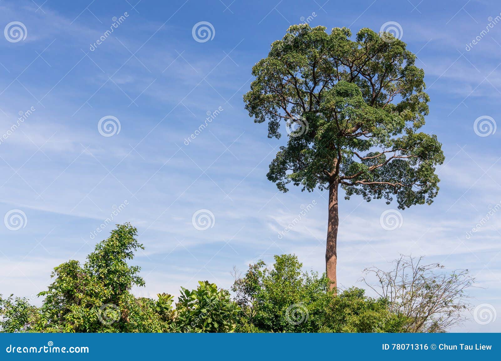 Sublime Tree stock photo. Image of lush, sublime, natural - 78071316